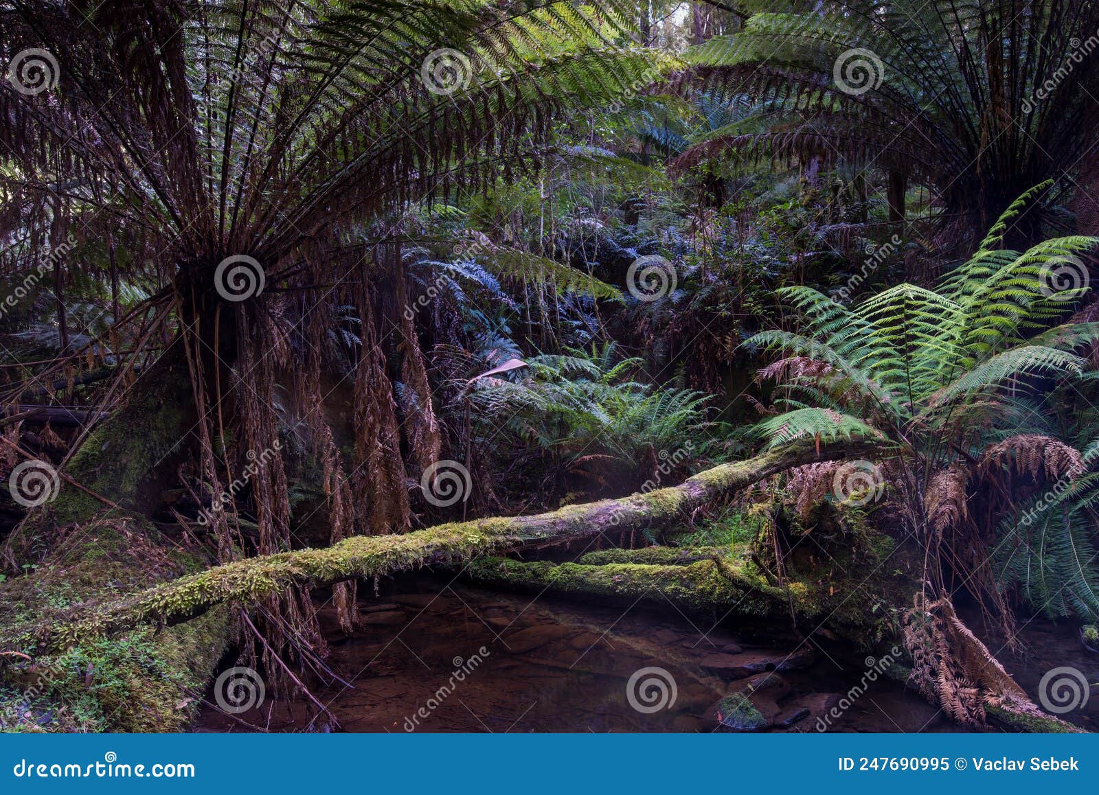 Beautiful Australian Forest Stock Image - Image of australian, pathway ...