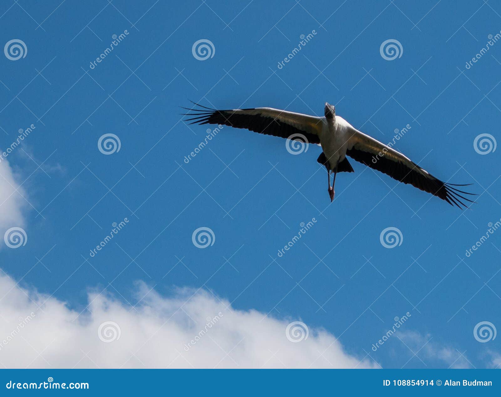 Beautiful Australian Ibis in Flight Stock Photo - Image of bill ...