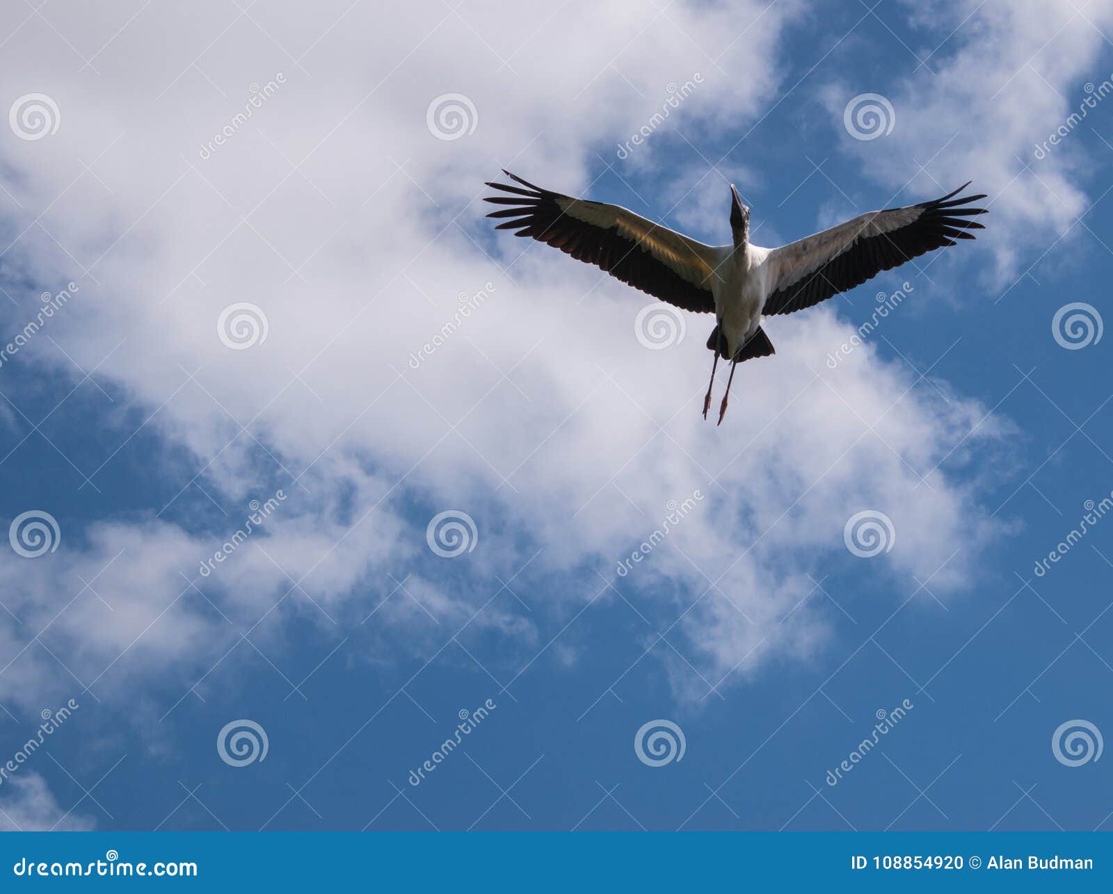 Beautiful Australian Ibis in Flight Stock Photo - Image of head, body ...