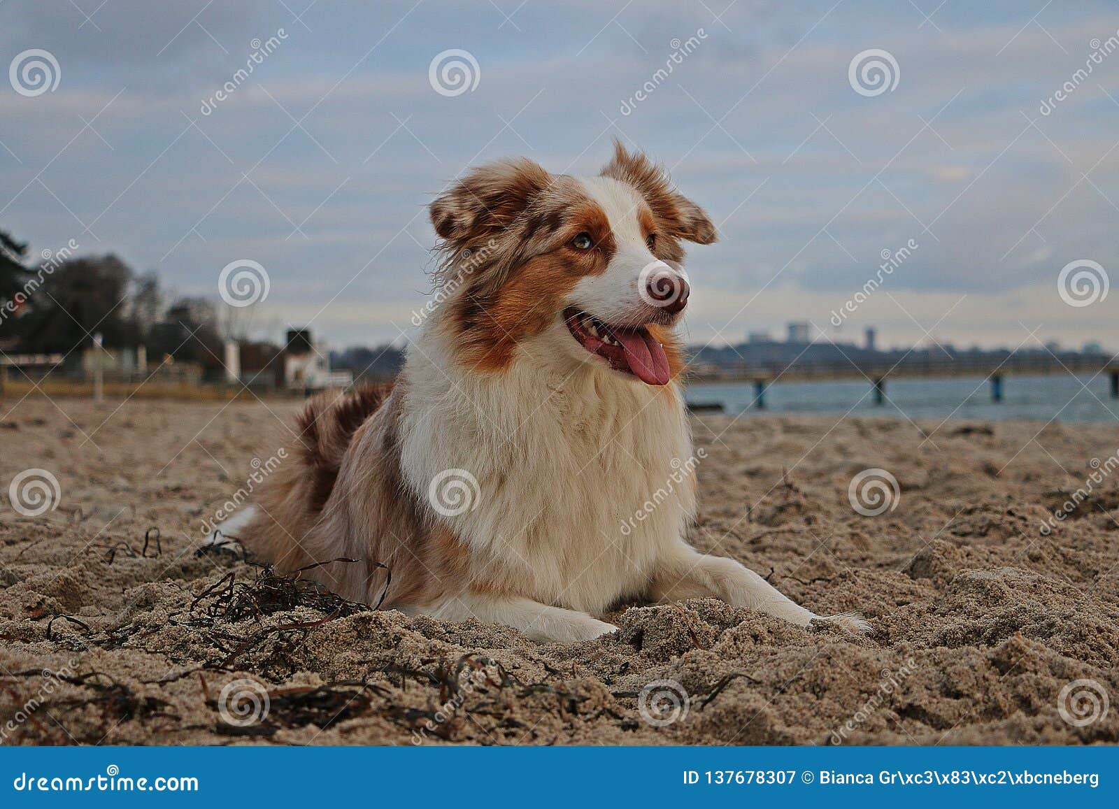 Australian Shepherd Portrait at the Beach Stock Image - Image of ...