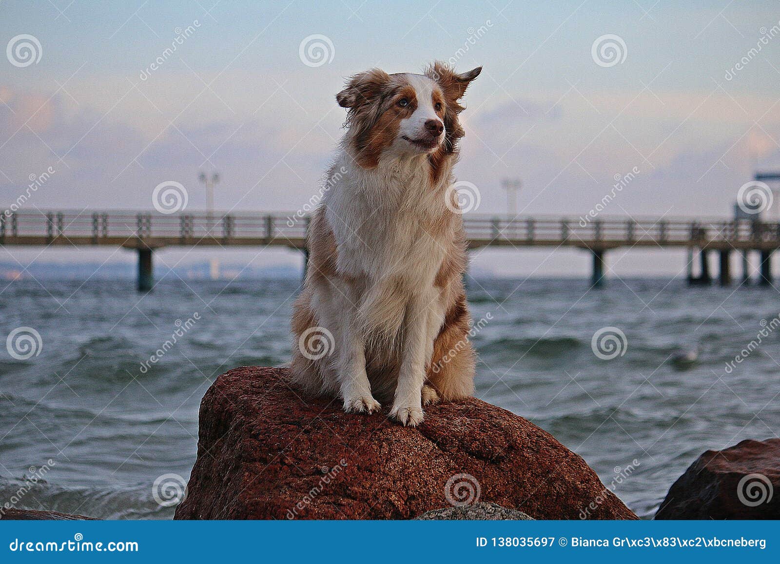 German Shepherd at the Beach Stock Image - Image of aussie, rare: 138035697