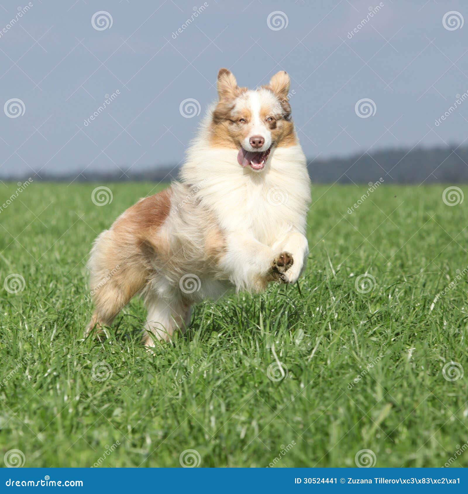 Beautiful Australian Shepherd Smiling and Running in Nature Stock Image ...