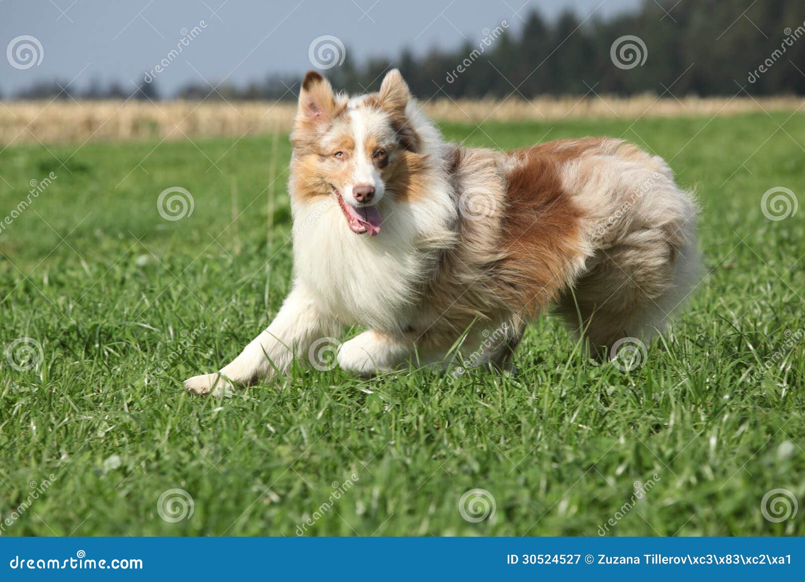 Beautiful Australian Shepherd Smiling and Running in Nature Stock Image ...