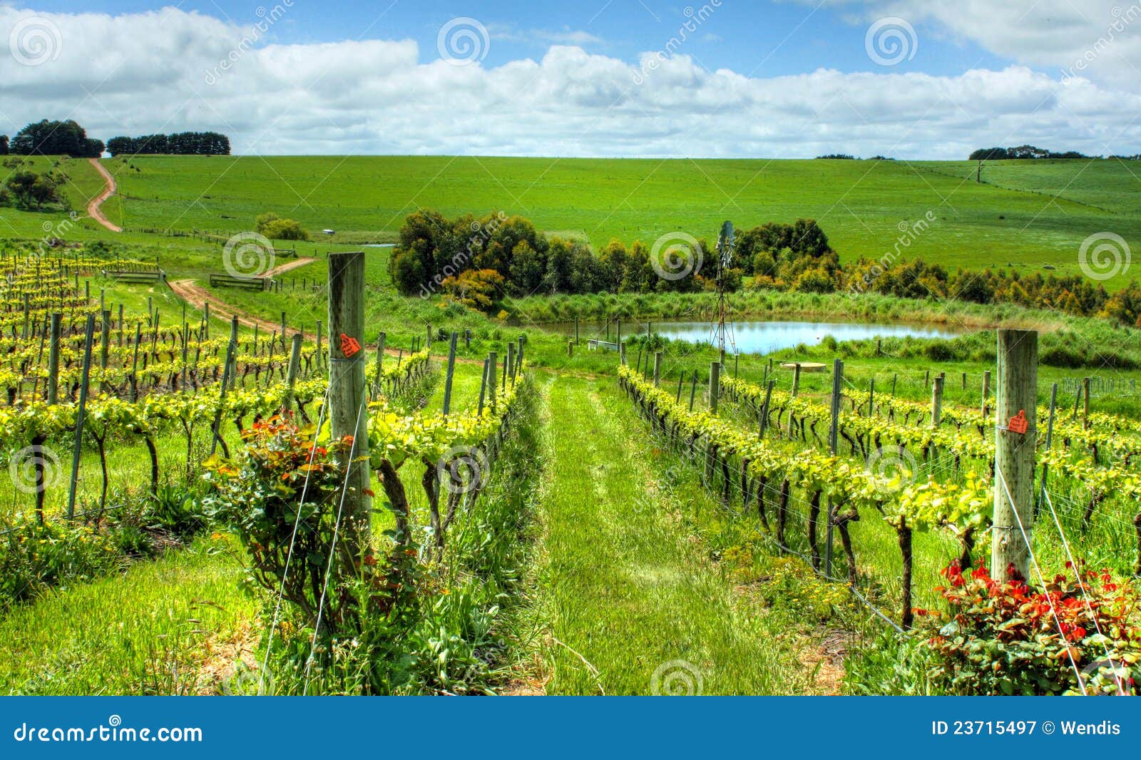 Beautiful Australian Vineyard Stock Image - Image of harvest, sunrise ...