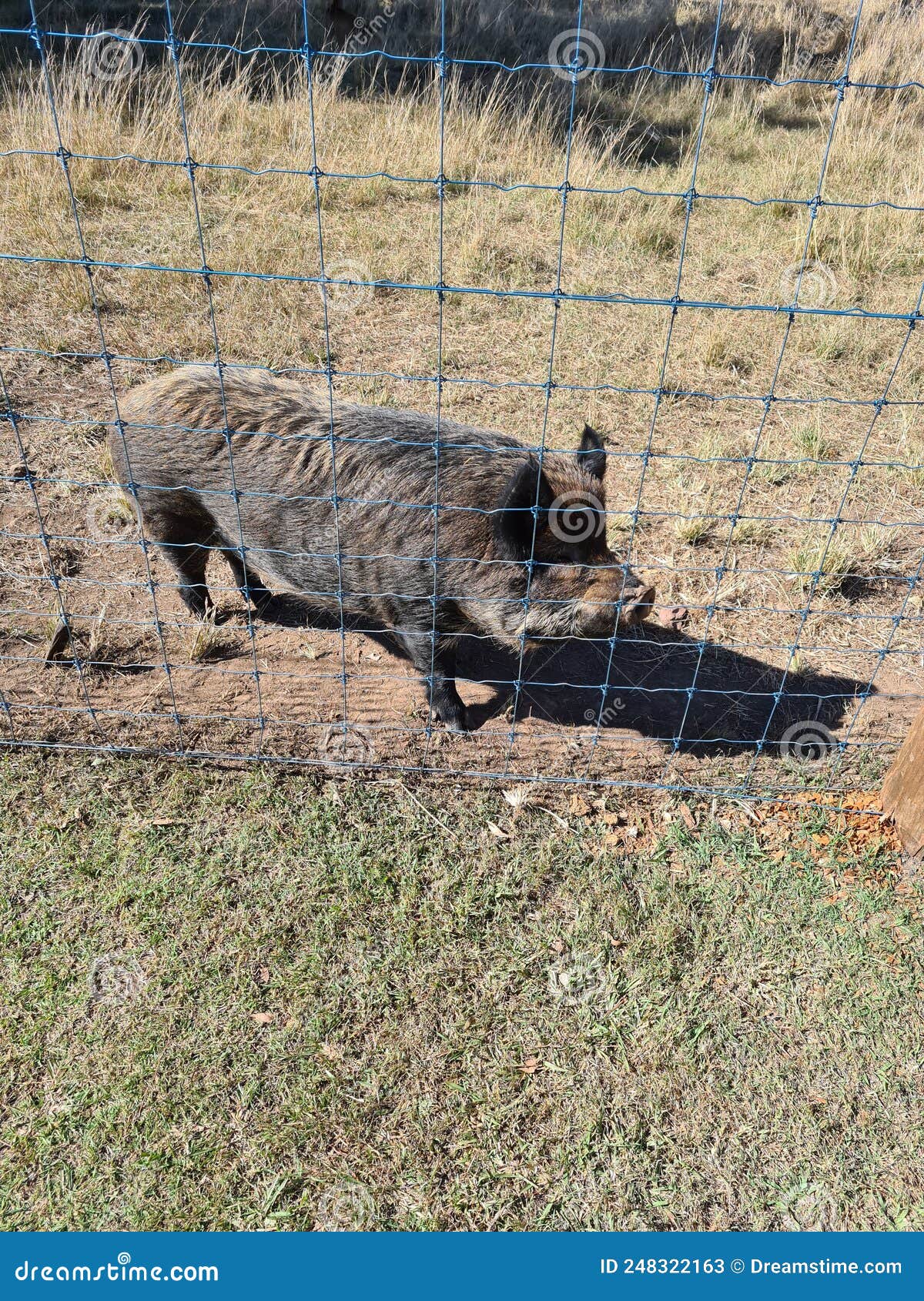 Beautiful Australian Wild Pig Stock Image - Image of wild, beautiful ...