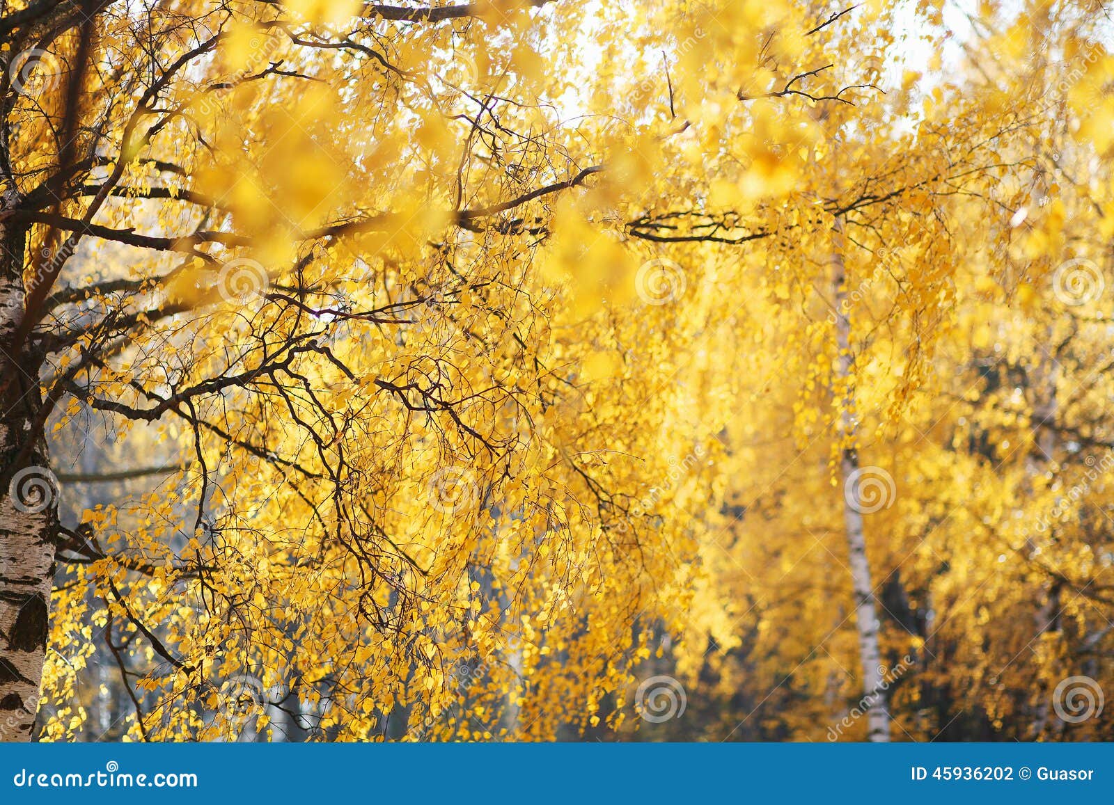 Beautiful Autumn Background, Yellow Foliage Tree Stock Photo - Image of ...