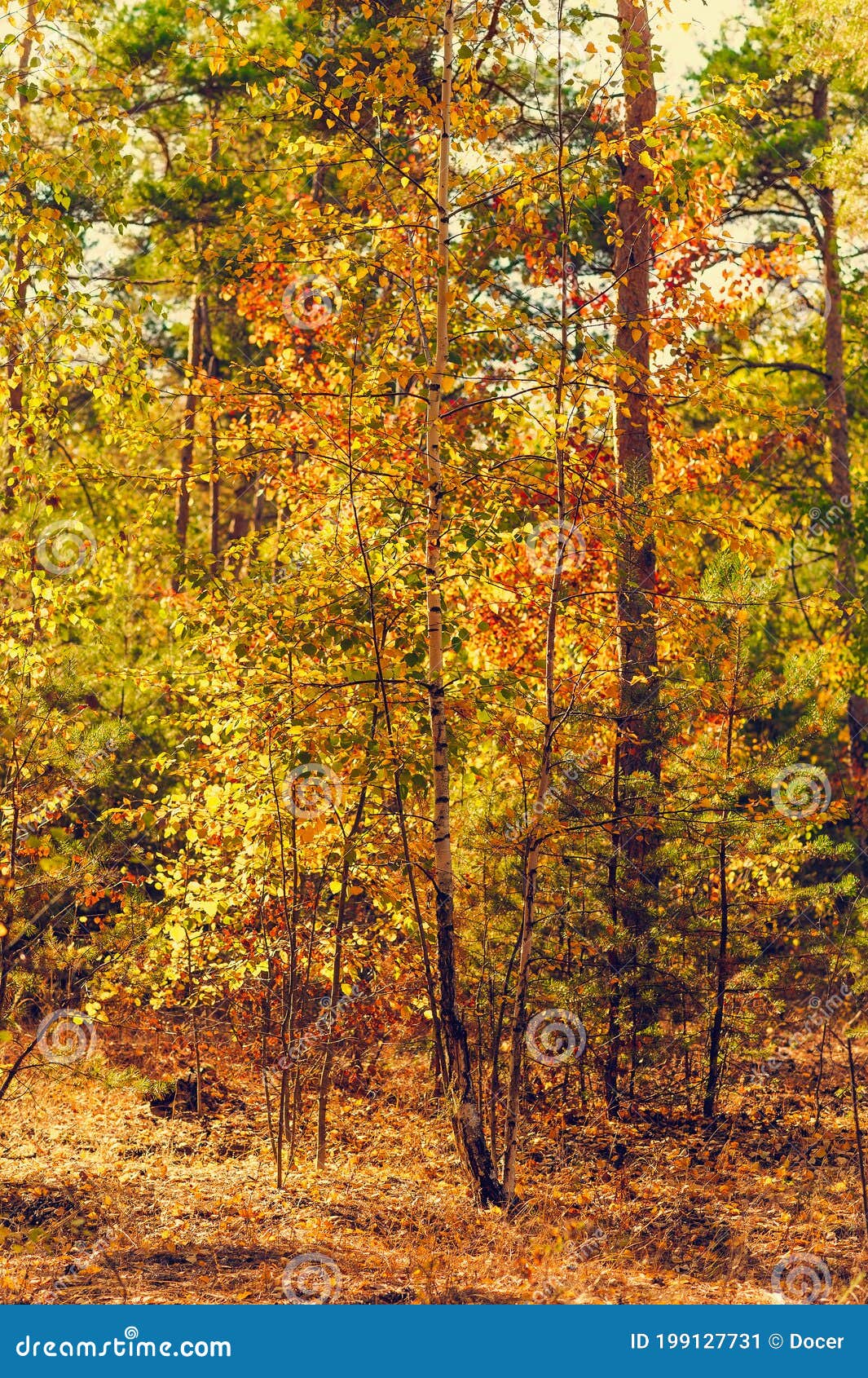 Beautiful Autumn Colored Forest Stock Image - Image of plant, warm ...