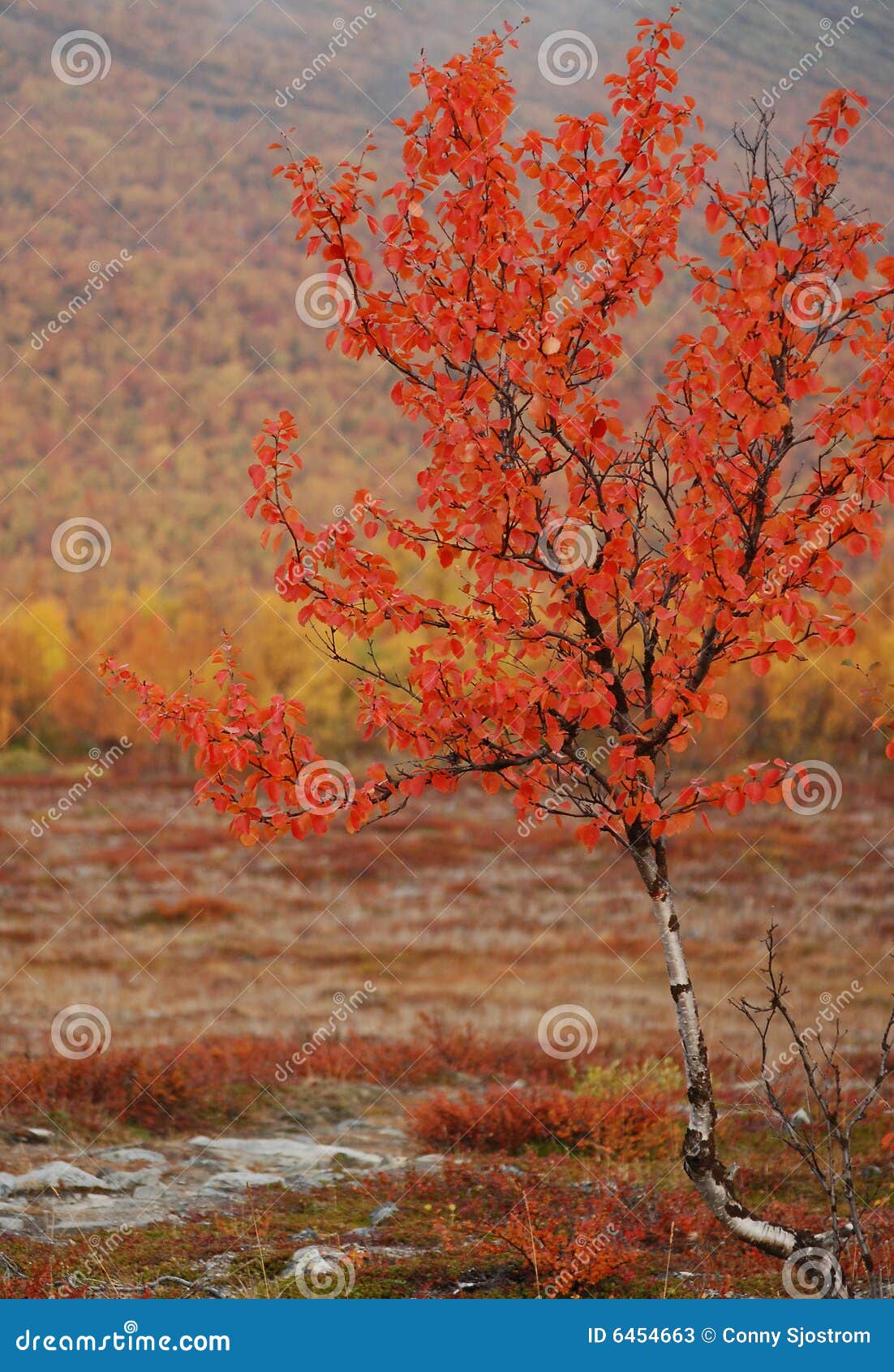 Beautiful autumn colors stock image. Image of scenic, scenery - 6454663