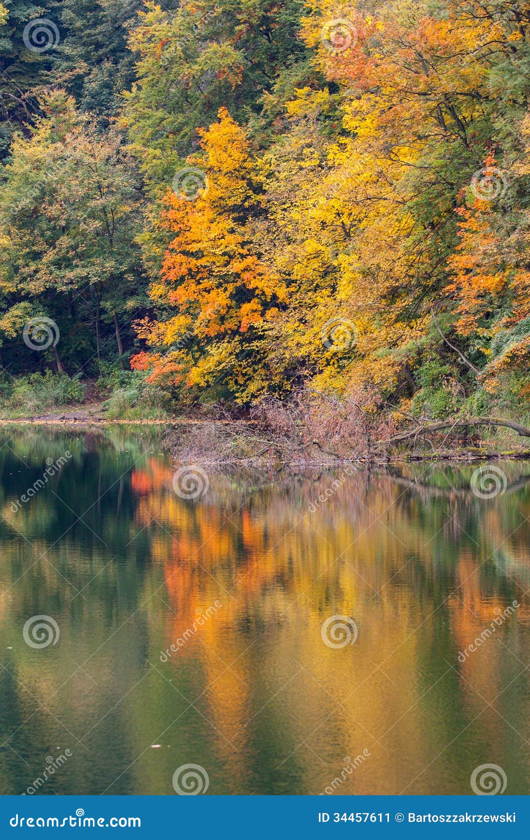Beautiful Autumn Colors in the Trees Stock Image - Image of nature ...