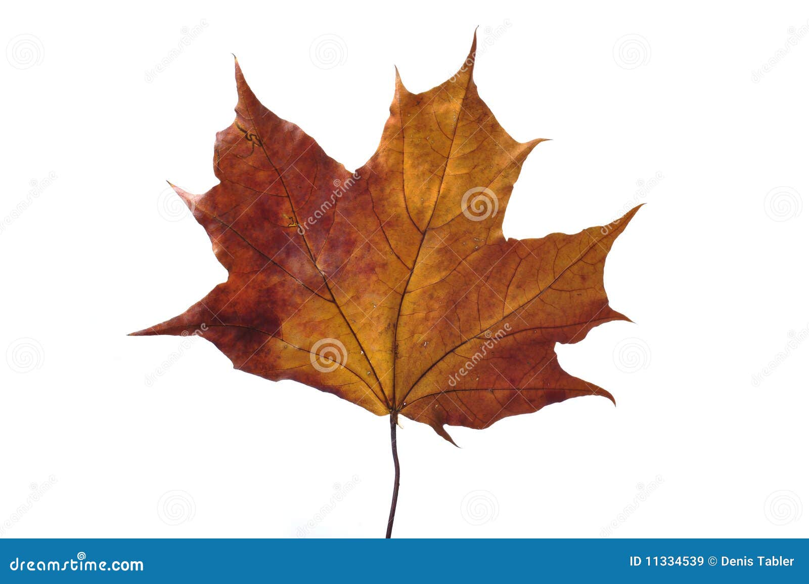Beautiful Autumn Colour Leaf Stock Image - Image of color, backgrounds ...