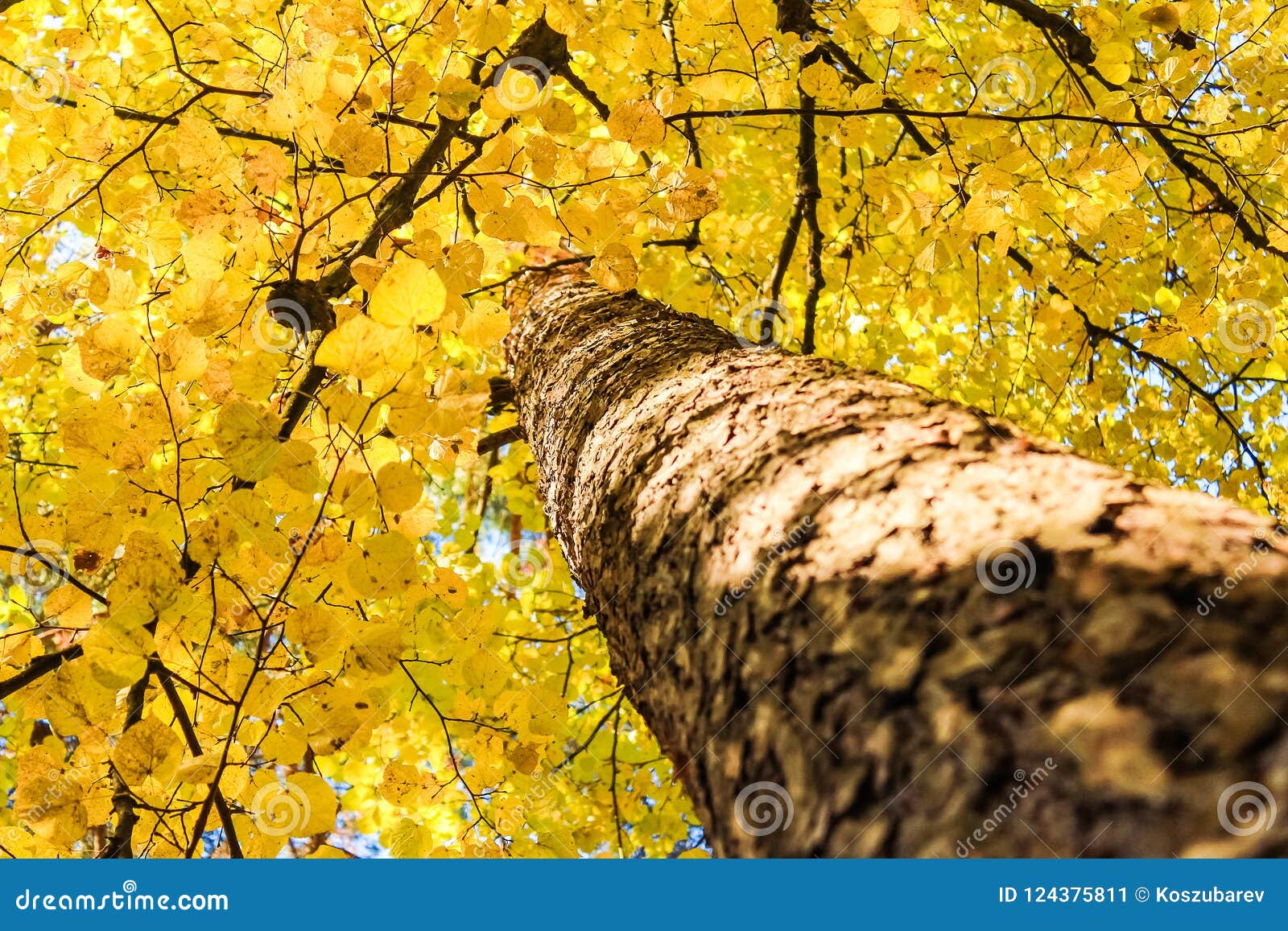 Autumn deciduous tree stock image. Image of background - 124375811