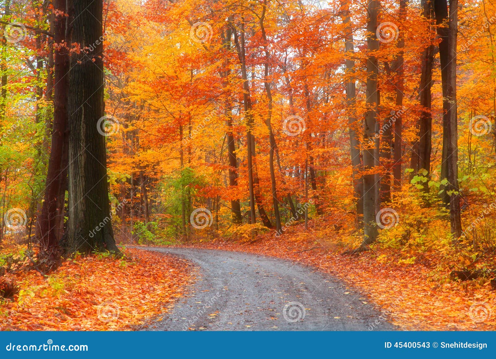 Beautiful autumn drive stock image. Image of flower, garden - 45400543