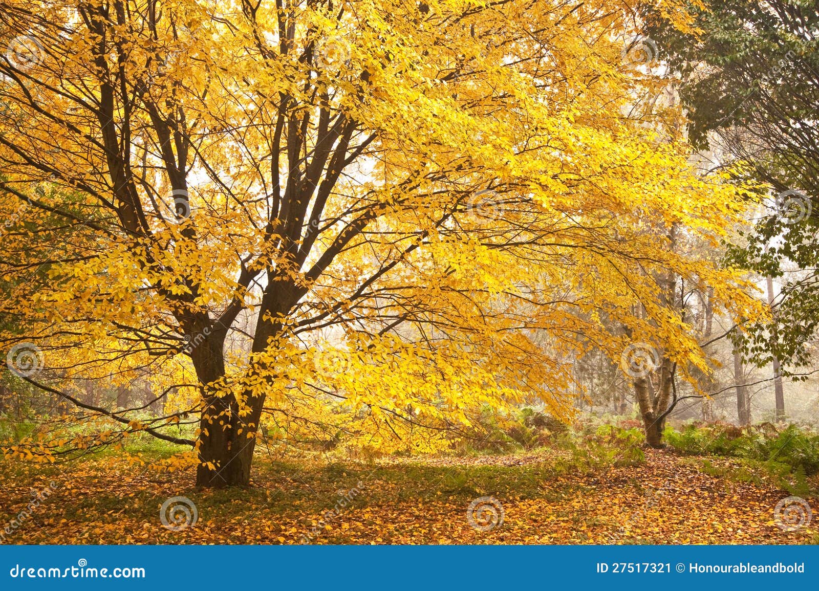Beautiful Autumn Fall Nature Image Landscape Stock Image - Image of ...