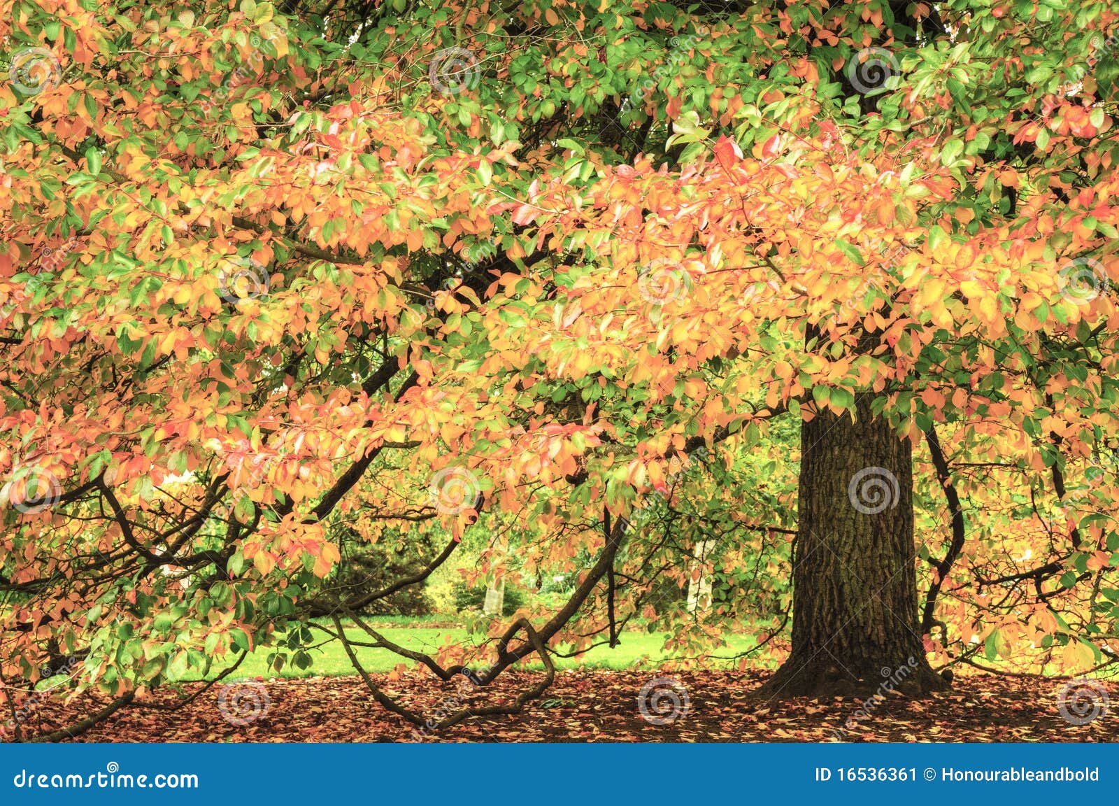 Beautiful Autumn Fall Scene with Vibrant Colors Stock Image - Image of ...