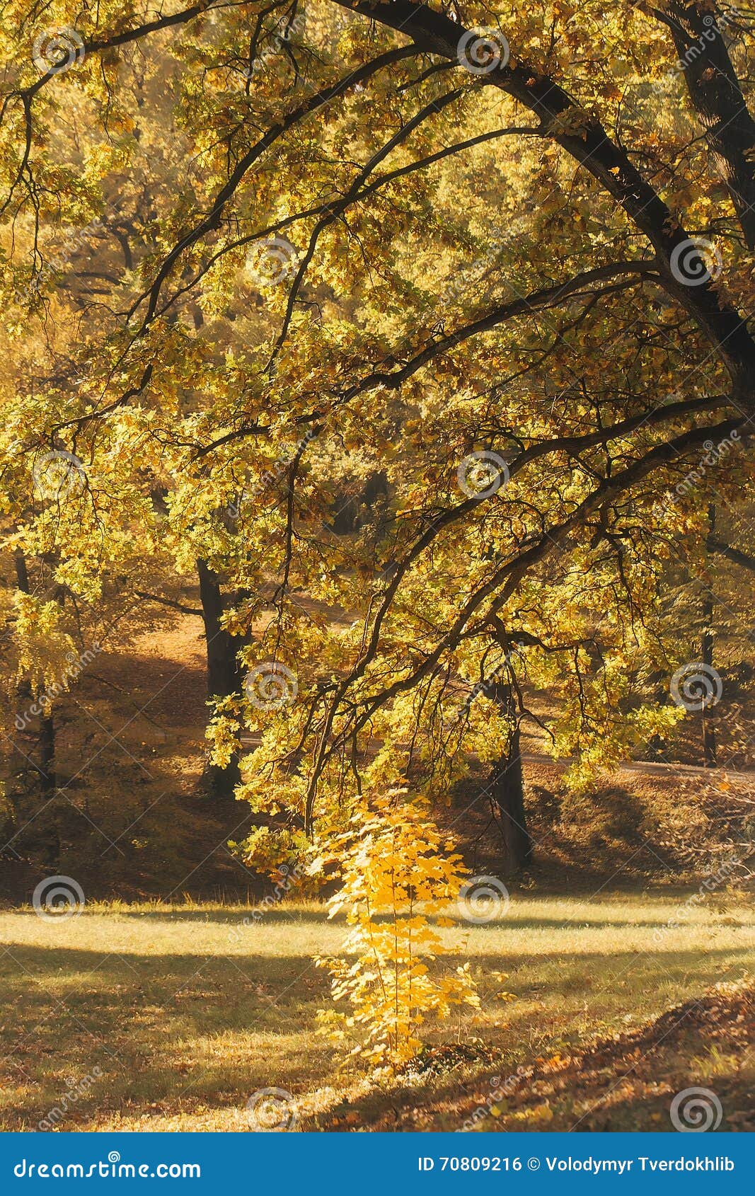 Beautiful autumn fall stock photo. Image of environment - 70809216