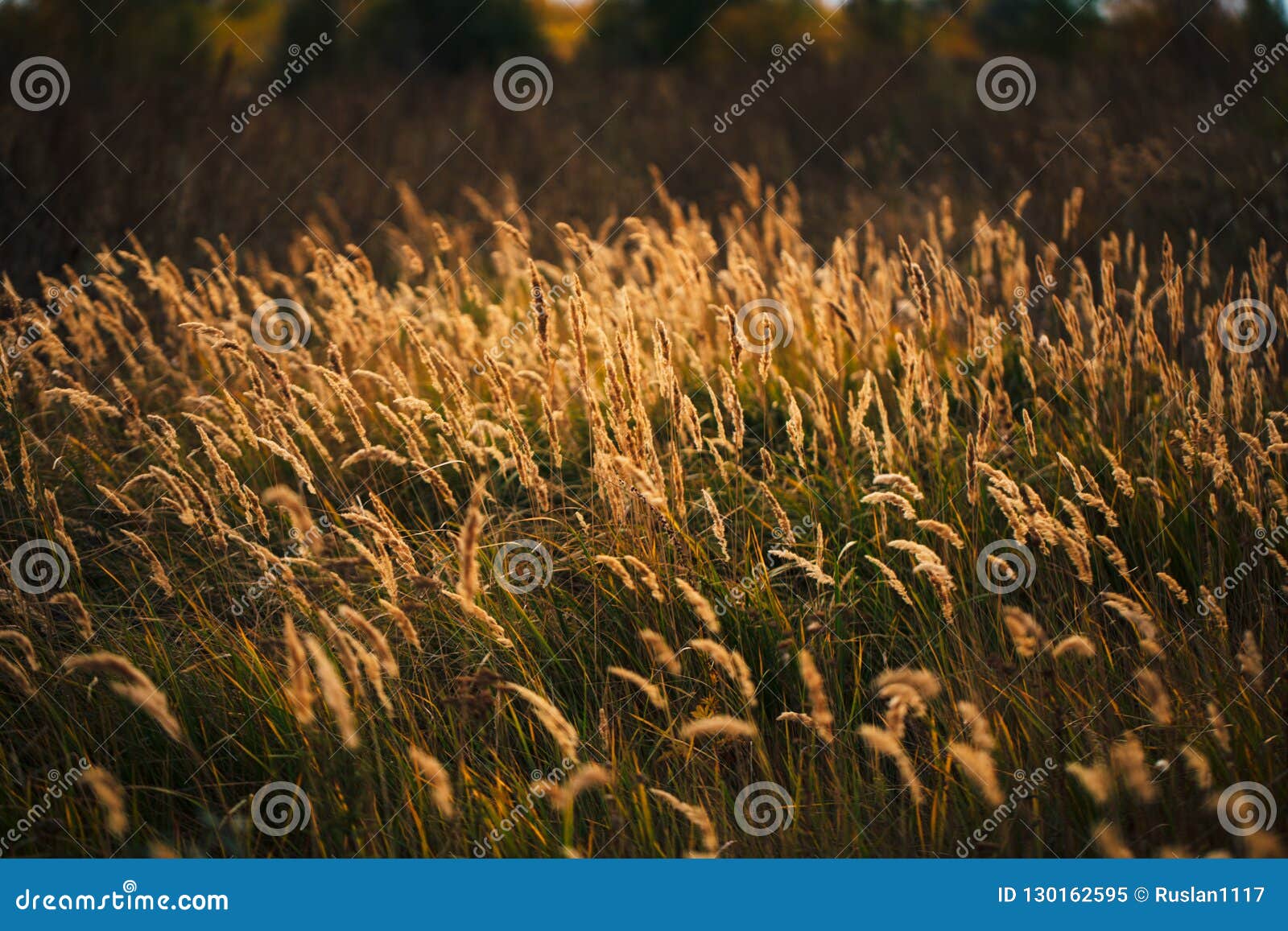 Beautiful Autumn Field Several Spike Close Up Stock Image - Image of ...