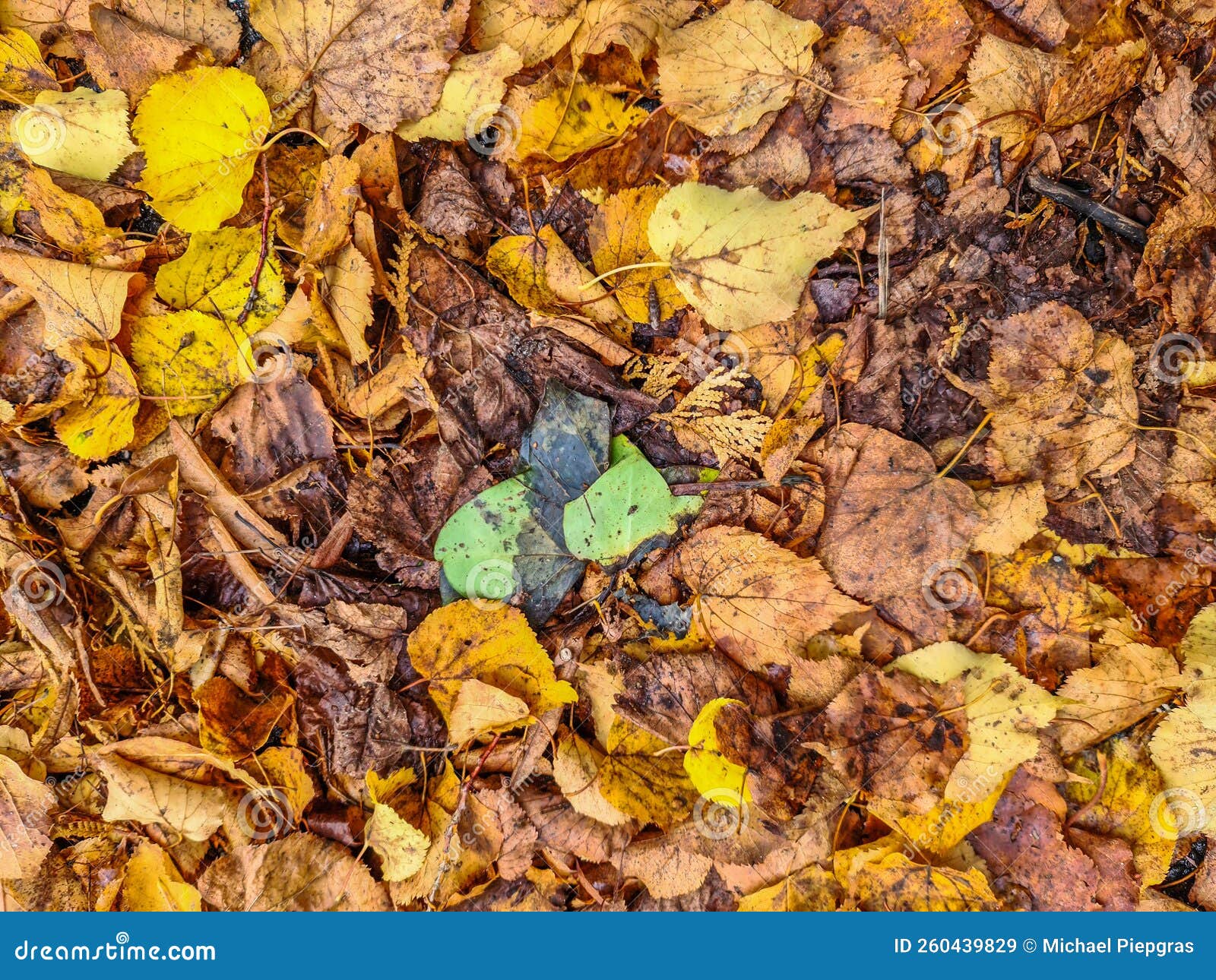 Beautiful Autumn Foliage Leaves in Golden and Red Hues - Autumn ... Beautiful Autumn Foliage Leaves in Golden and Red Hues - Autumn ...