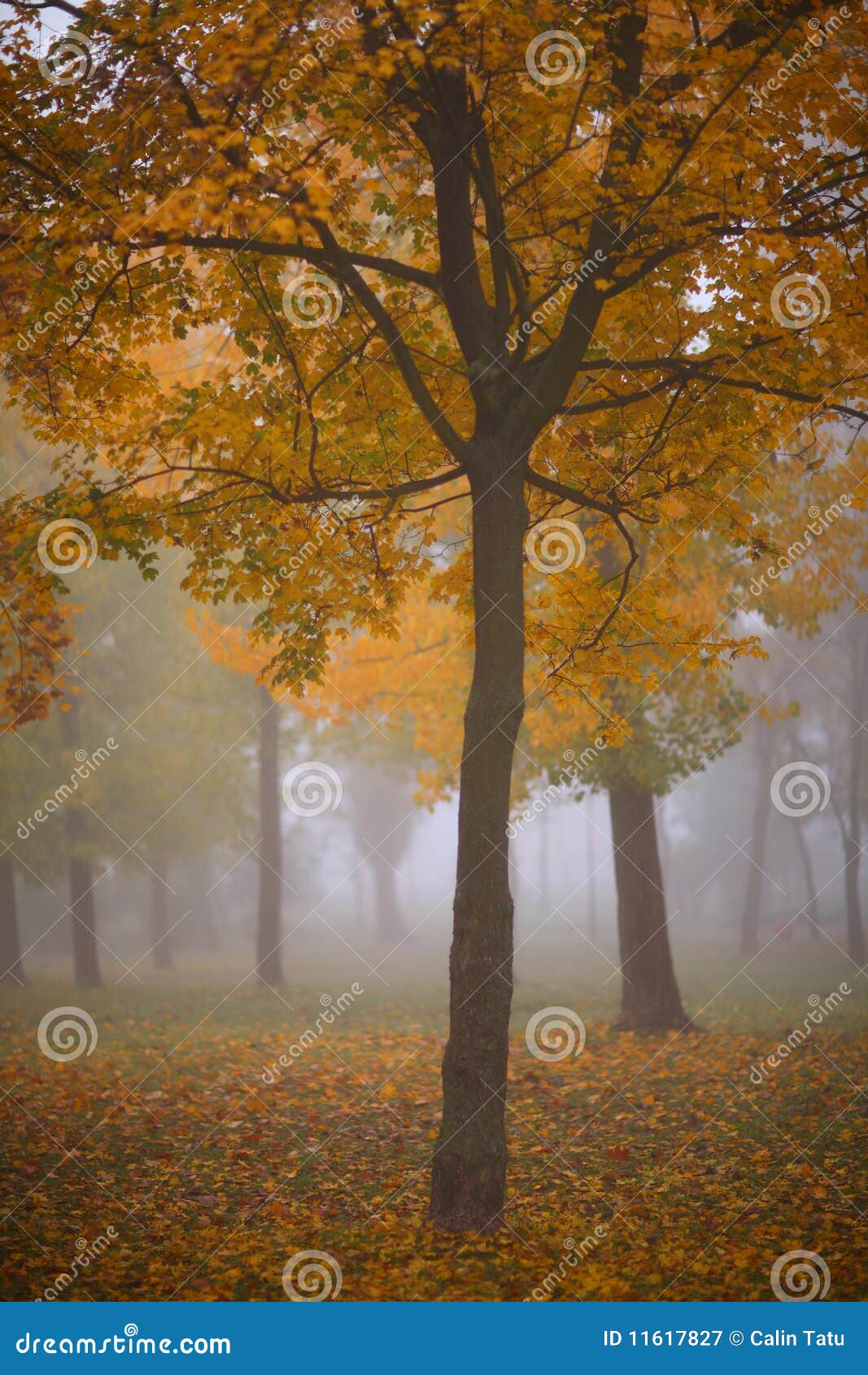 Beautiful Autumn Foliage, Trees and Fog Stock Image - Image of green ...