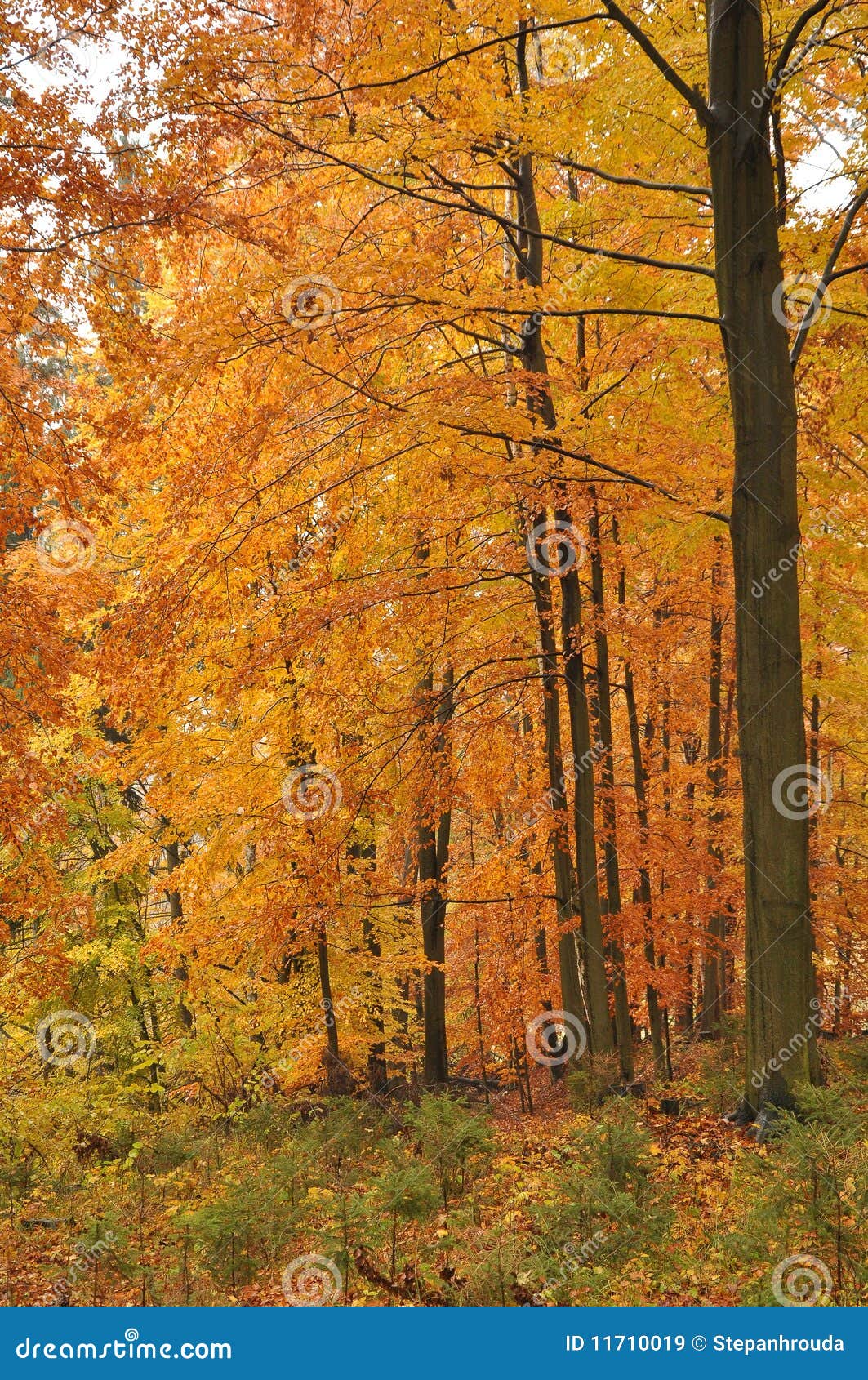 Beautiful autumn forest stock image. Image of orange - 11710019