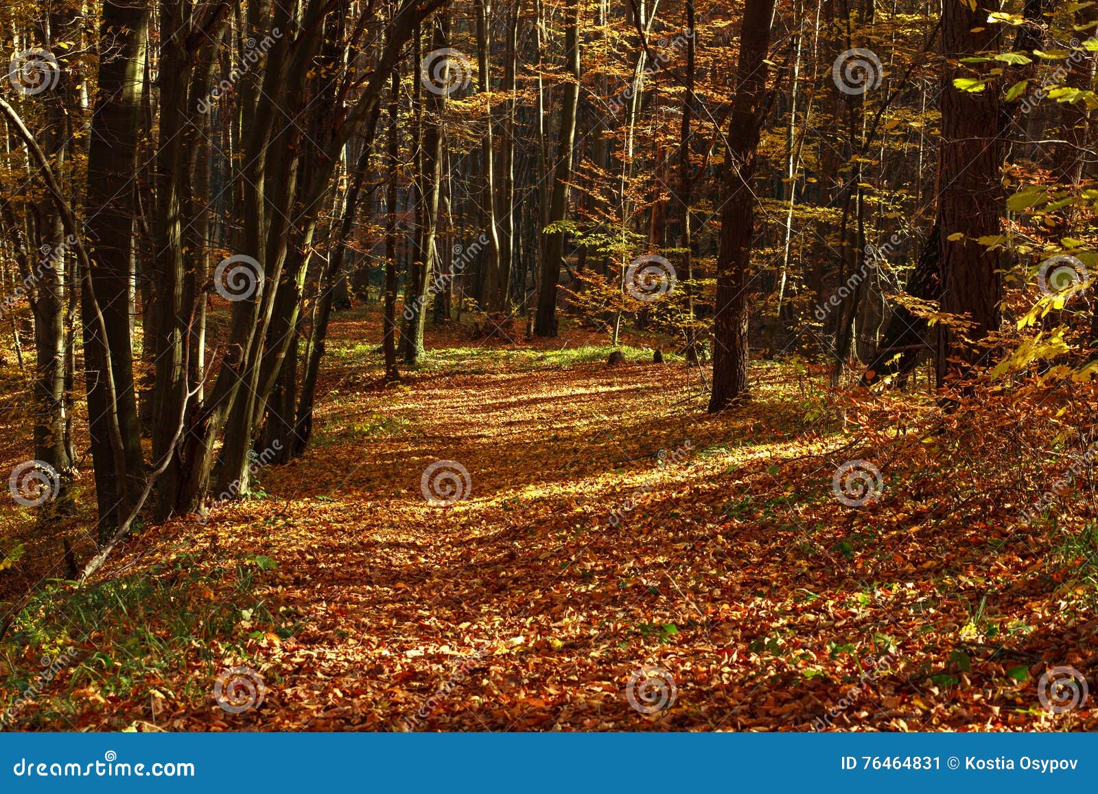 Beautiful Autumn Forest in Evening Sunlight, Nature Background Stock ...