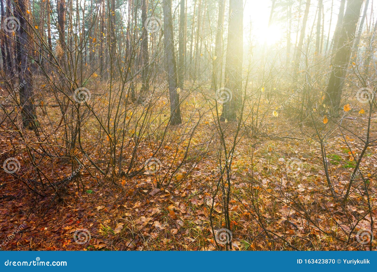 Autumn Forest Glade Covered by Dry Leaves in a Light of Evening Sun ... Autumn Forest Glade Covered by Dry Leaves in a Light of Evening Sun ...
