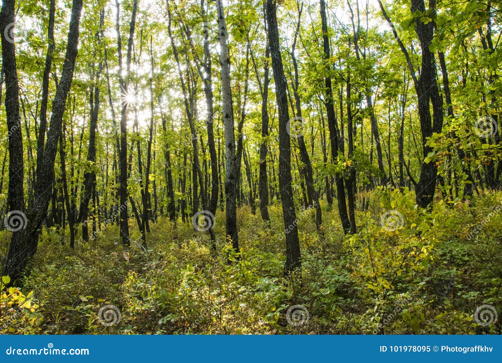 Beautiful autumn forest stock image. Image of wallpaper - 101978095