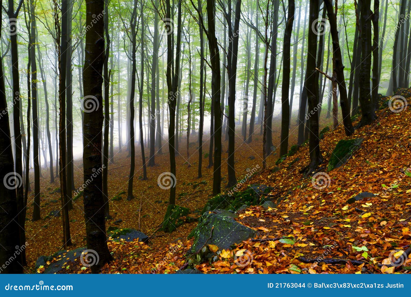 Beautiful Autumn Forest on the Mountain Cliffs. Stock Photo - Image of ...