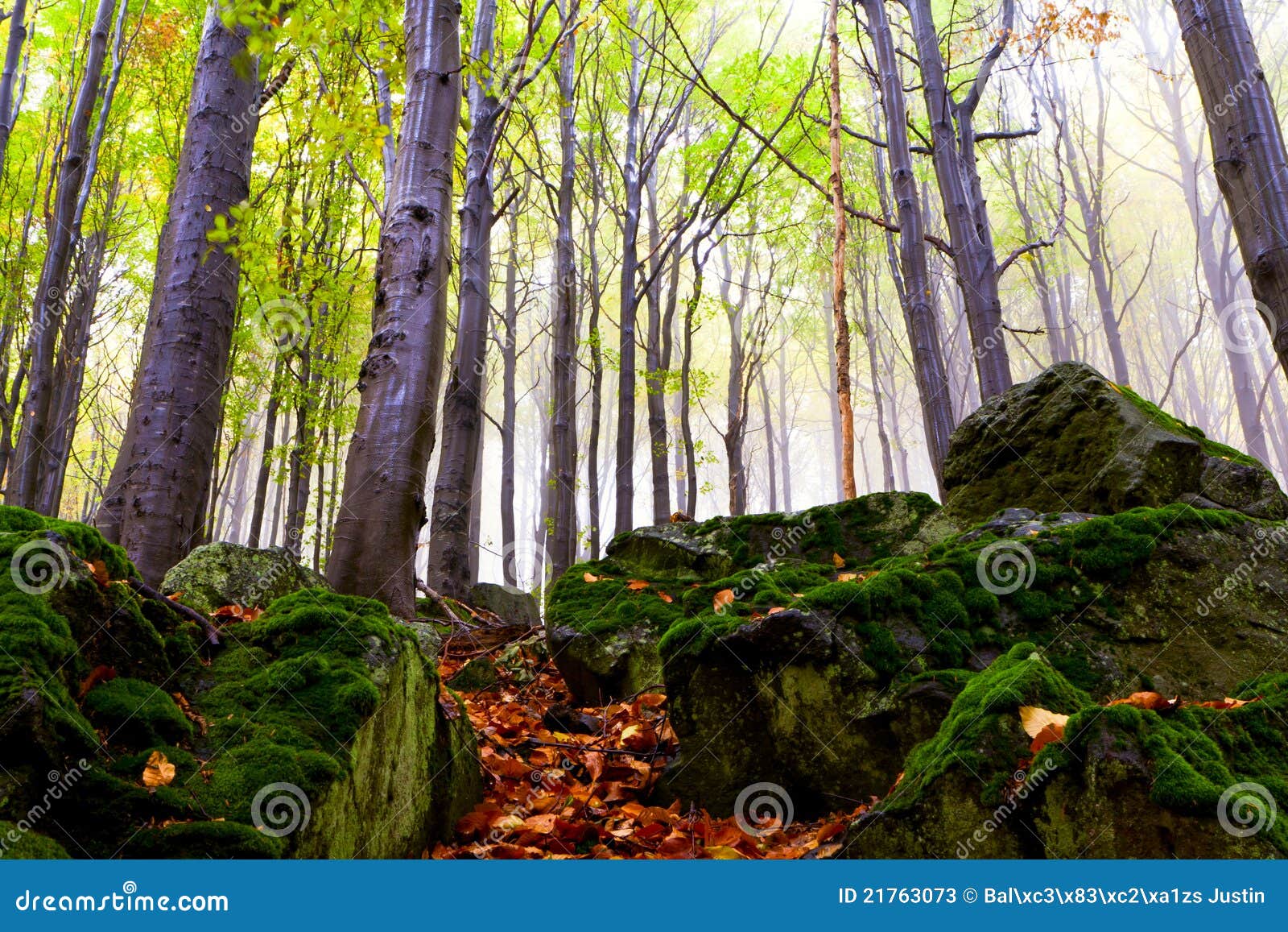 Beautiful Autumn Forest on the Mountain Cliffs. Stock Image - Image of ...