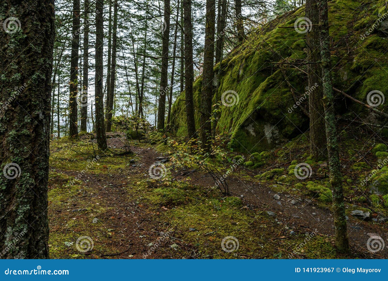 Beautiful Autumn Forest Mountain Path in Autumn Stock Image - Image of ...