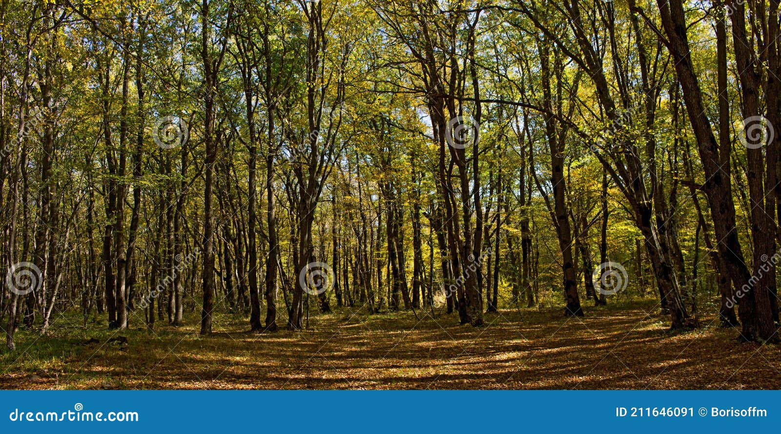 Beautiful autumn forest stock image. Image of nature - 211646091