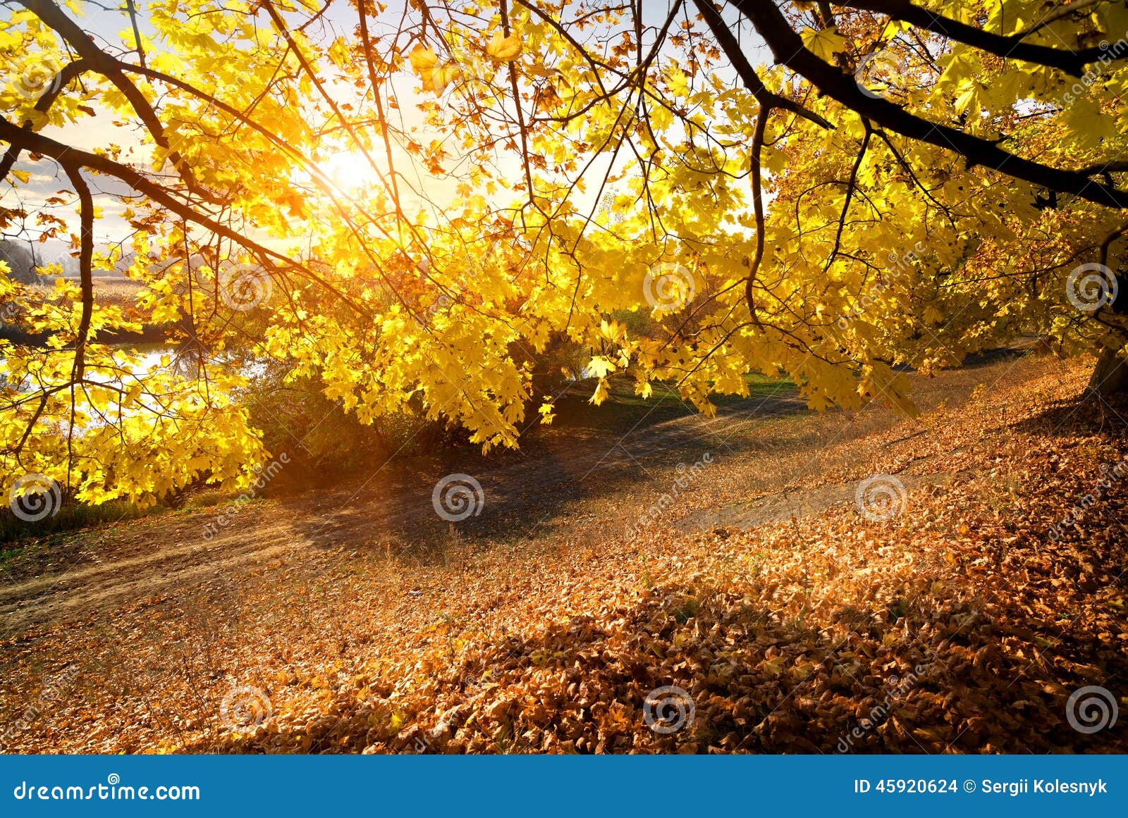 Beautiful Autumn in the Forest Stock Photo - Image of landscape, forest ...
