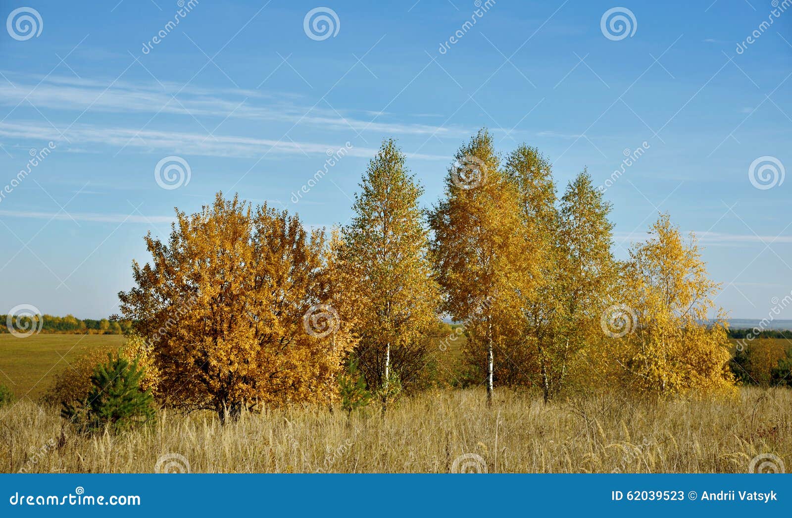 Beautiful Autumn Landscape with Birches in the Field Stock Image ...