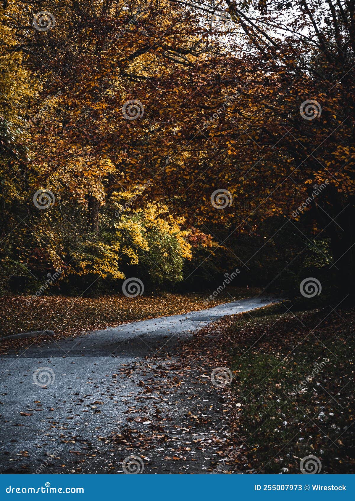 Beautiful Autumn Landscape of a Forest Pathway Stock Image - Image of ...