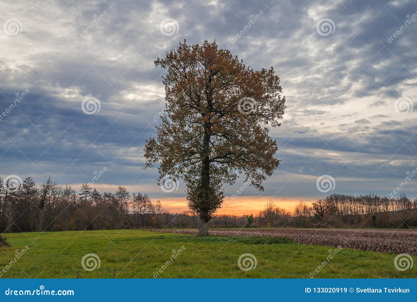 Beautiful Autumn Landscape with One Tree in the Field a Stock Image ...