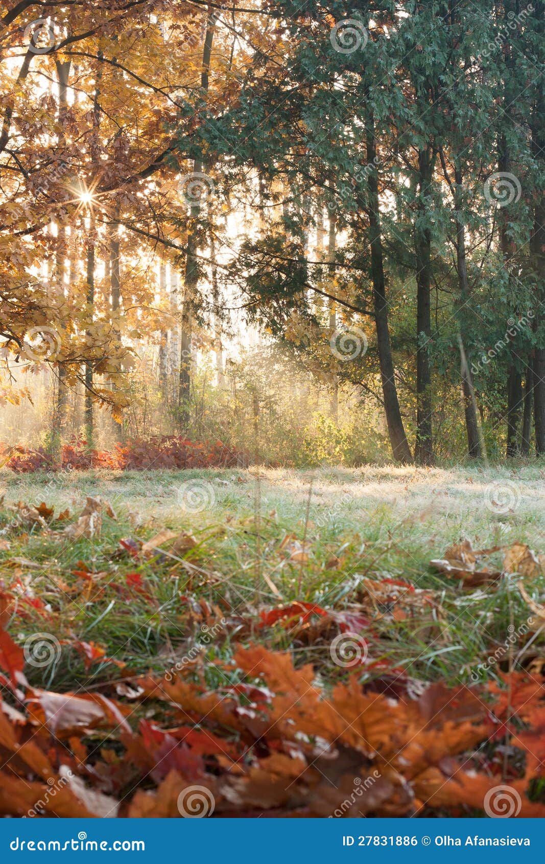 Beautiful Autumn Landscape with the Sunlight Stock Photo - Image of ...