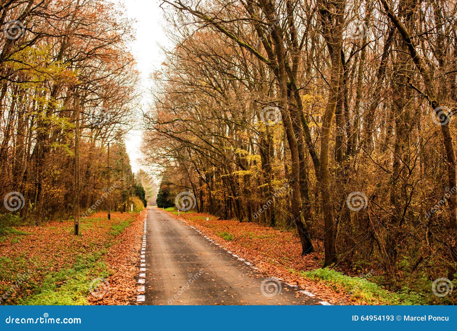 Beautiful Autumn Lane in the Forest Stock Image - Image of environment ...