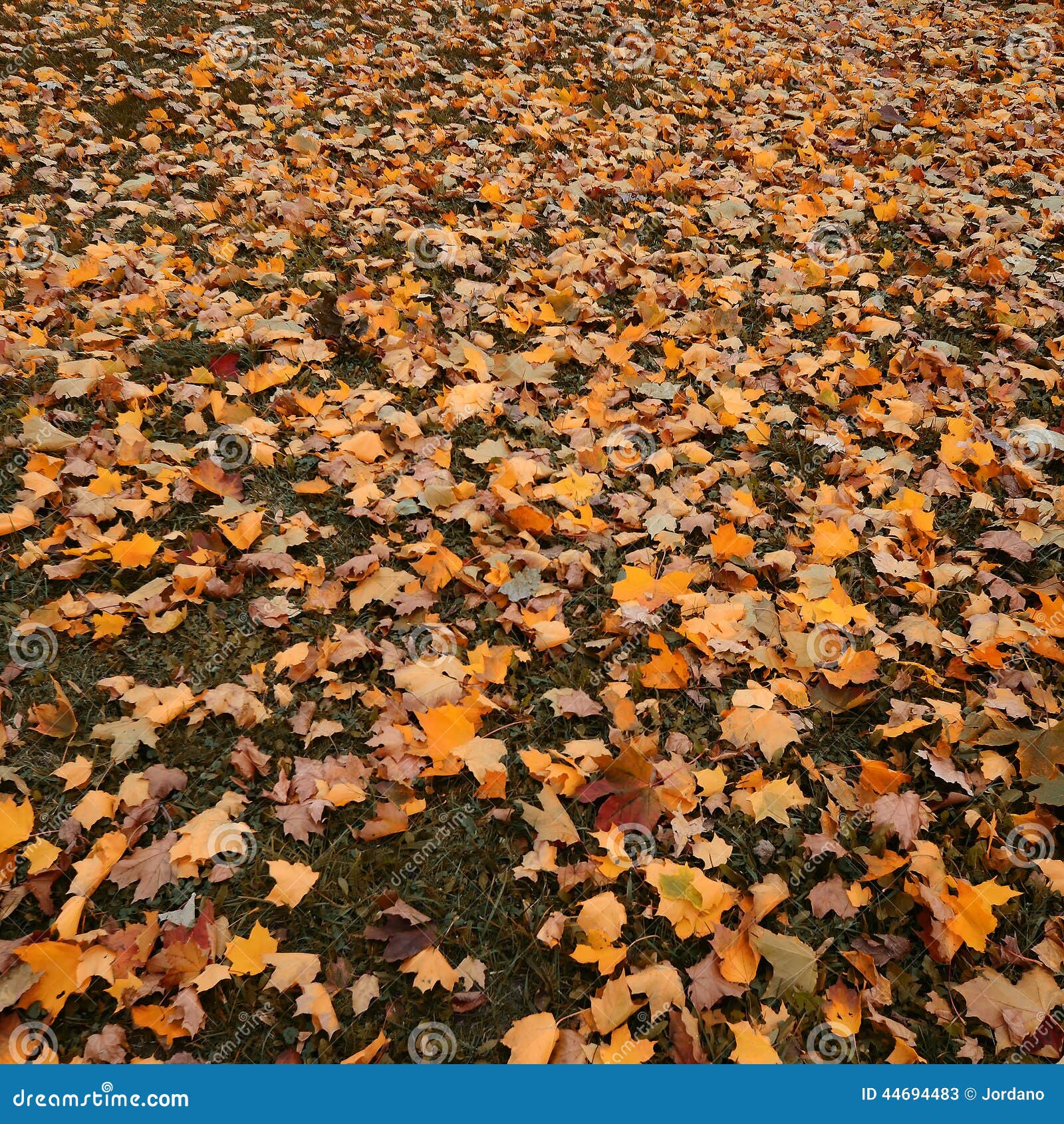Beautiful autumn leaf fall stock image. Image of falling - 44694483