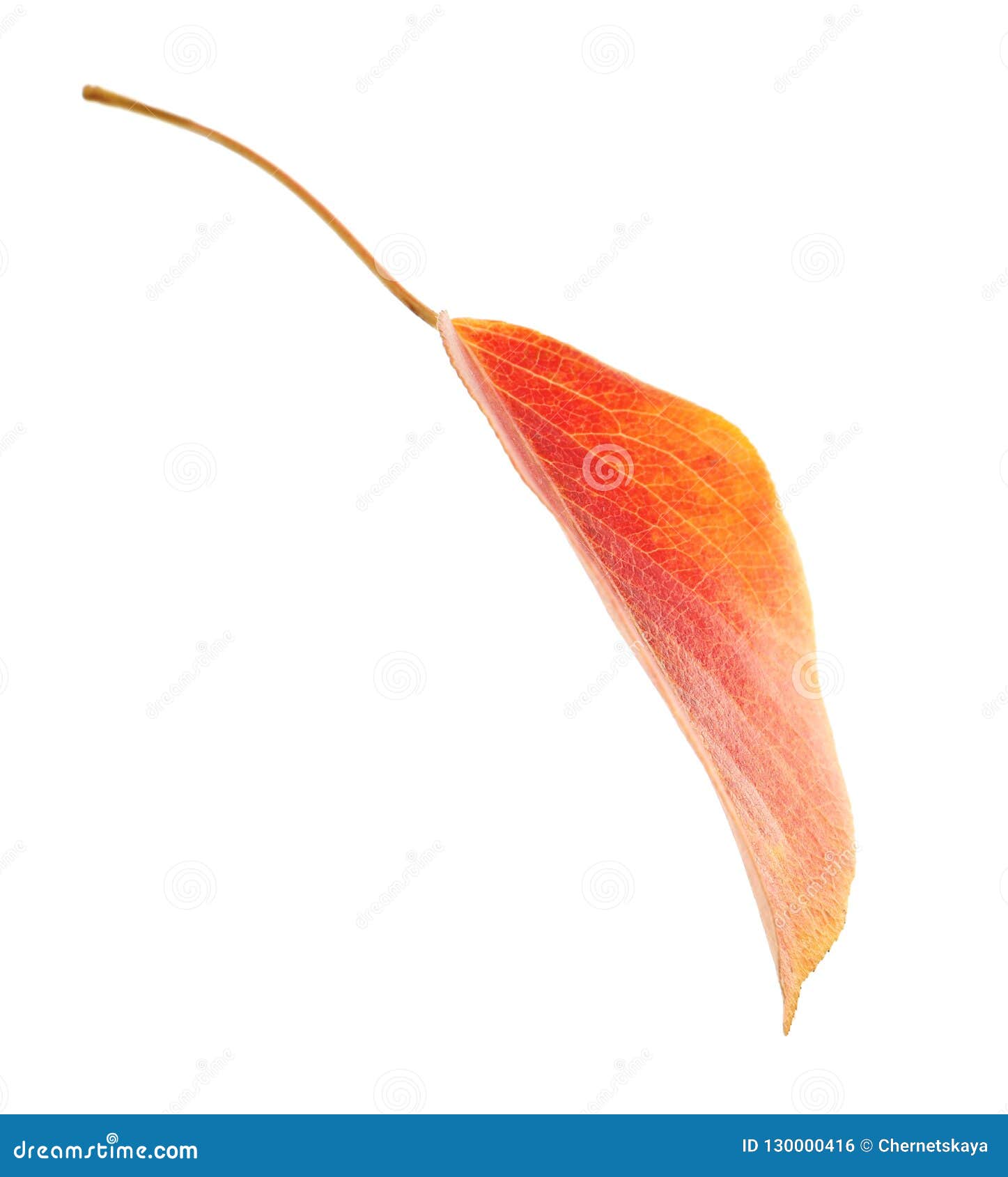 Beautiful Autumn Leaf on White Background Stock Photo - Image of ...