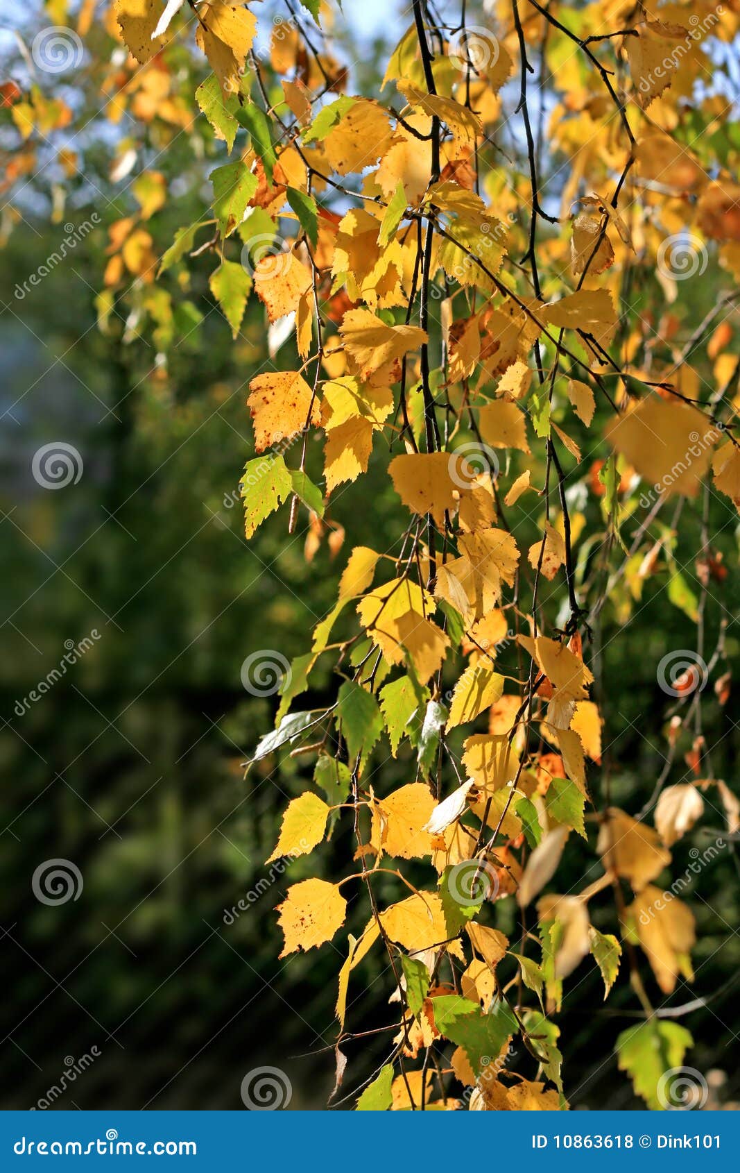 Beautiful Autumn Leaves of Birch Tree Stock Photo - Image of leaves ...