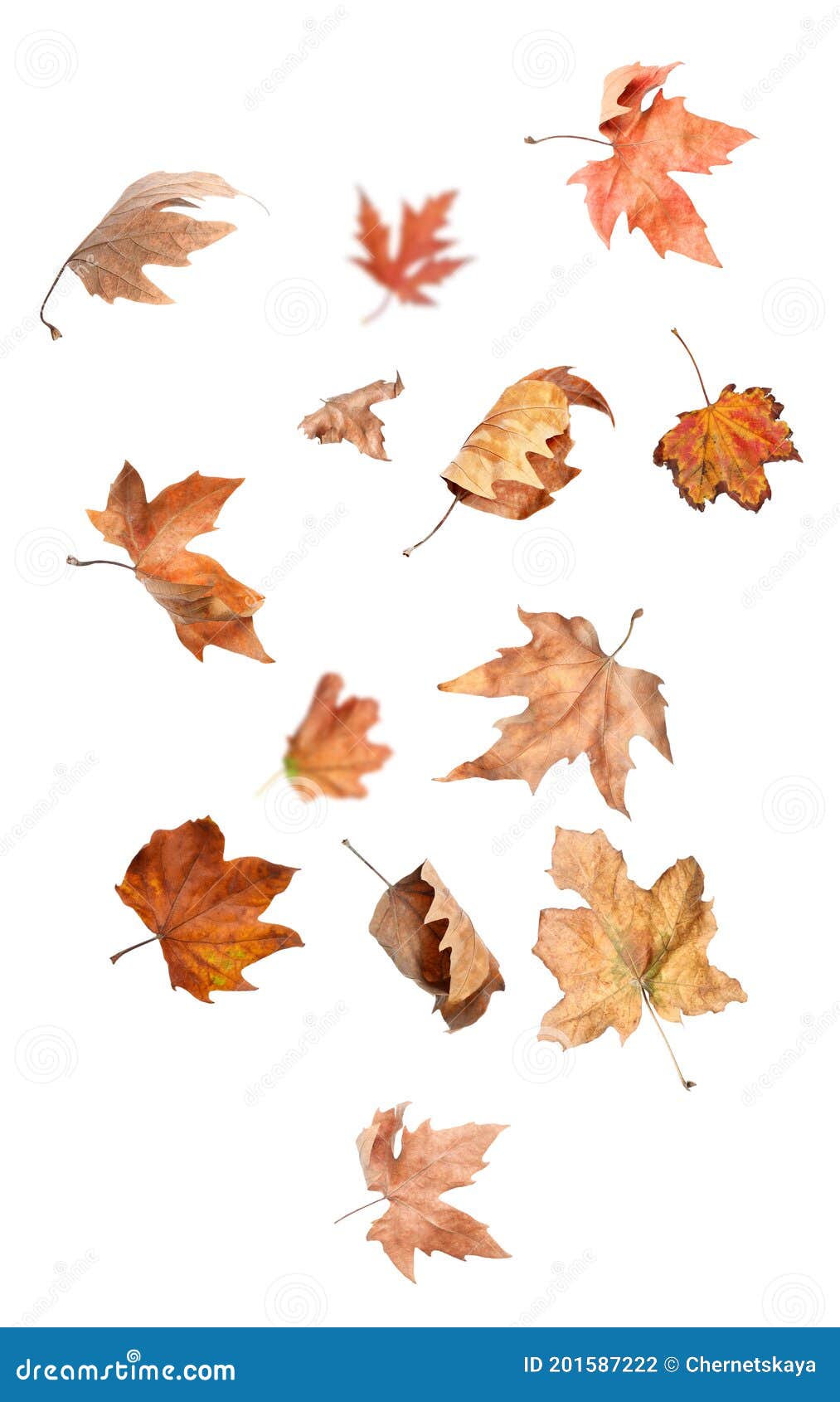 Beautiful Autumn Leaves Falling on White Background Stock Photo - Image ...