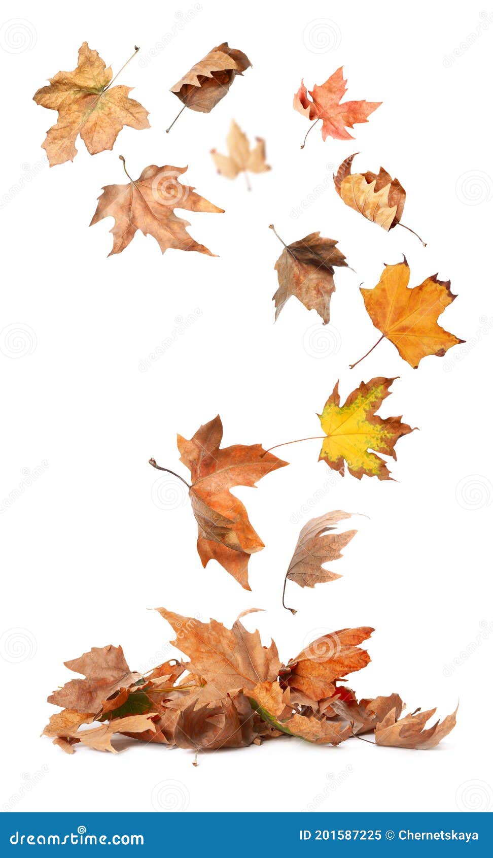 Beautiful Autumn Leaves Falling on White Background Stock Image - Image ...