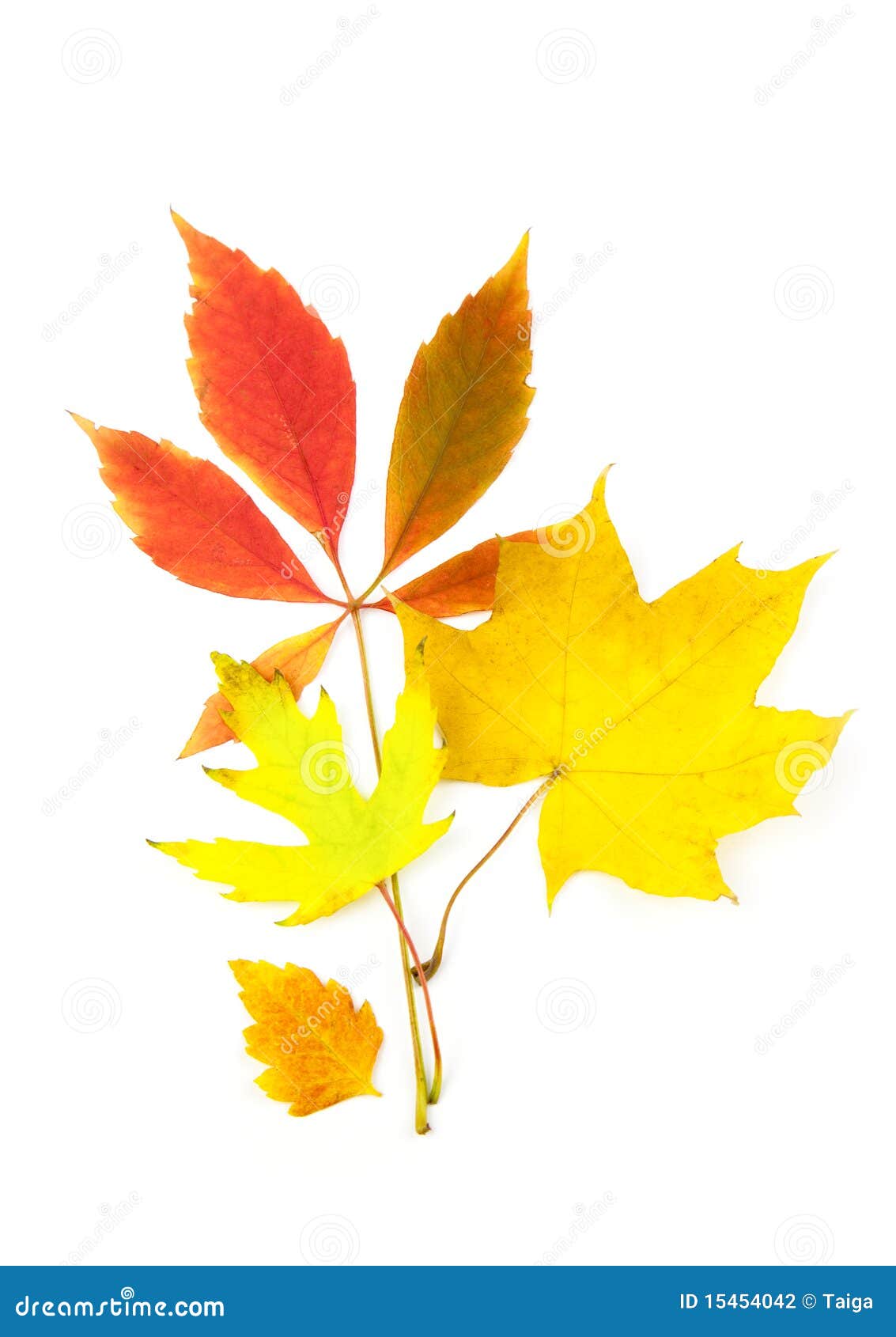 Beautiful Autumn Leaves / Isolated on White Stock Photo - Image of lush ...