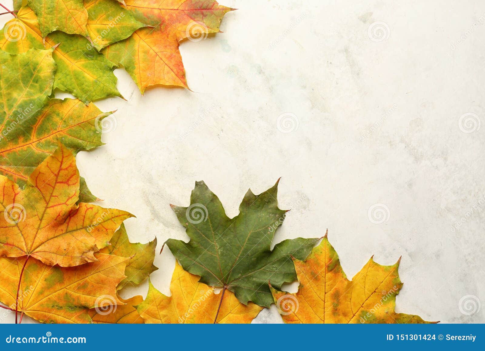 Beautiful Autumn Leaves on Light Background Stock Photo - Image of ...