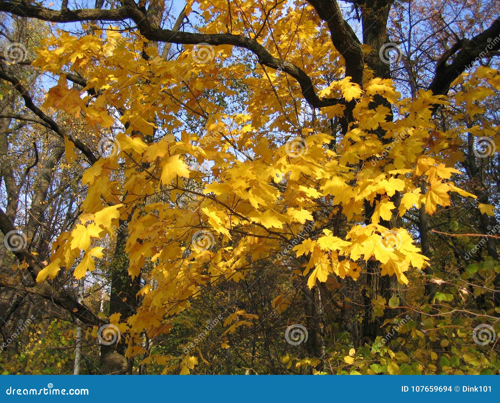 Autumn Bright Yellow Maple Tree Stock Photo - Image of season, flora ...