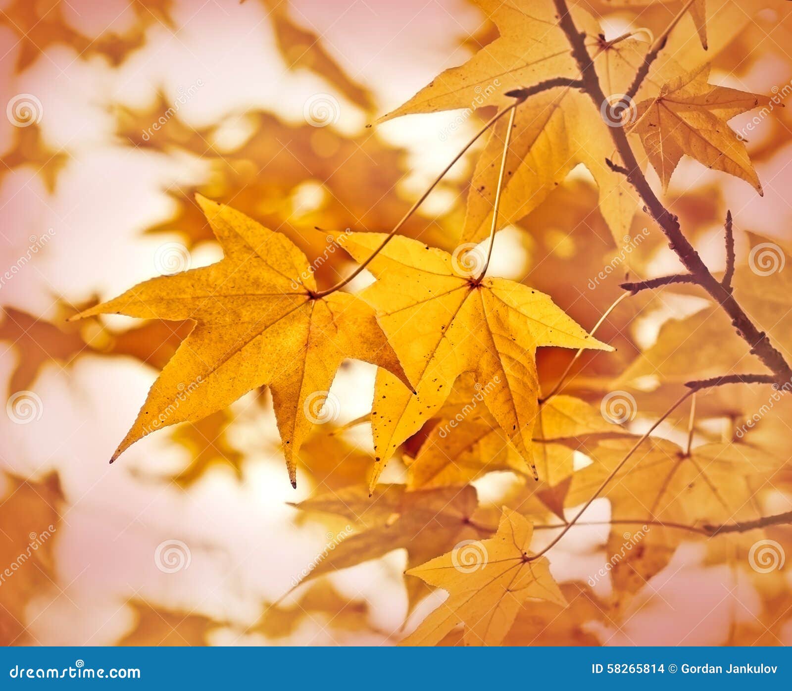 Beautiful autumn leaves stock photo. Image of leaves - 58265814