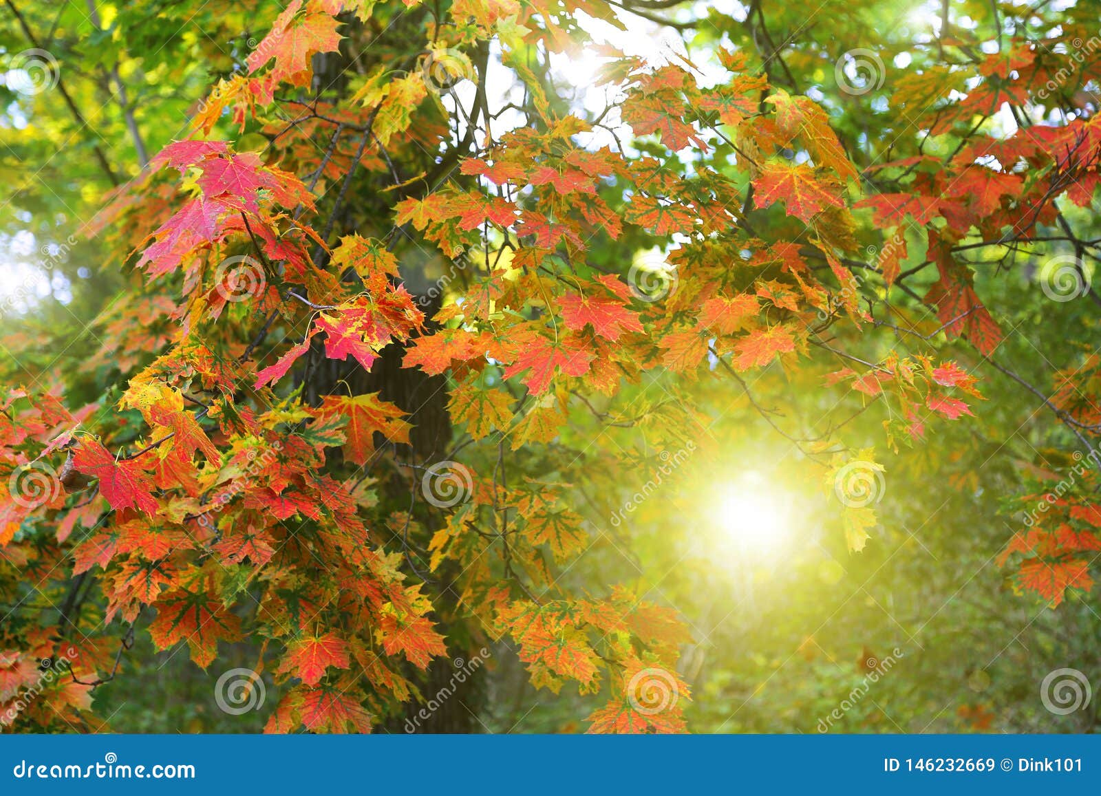 Beautiful Autumn Maple Tree with Sunlight Stock Image - Image of ...