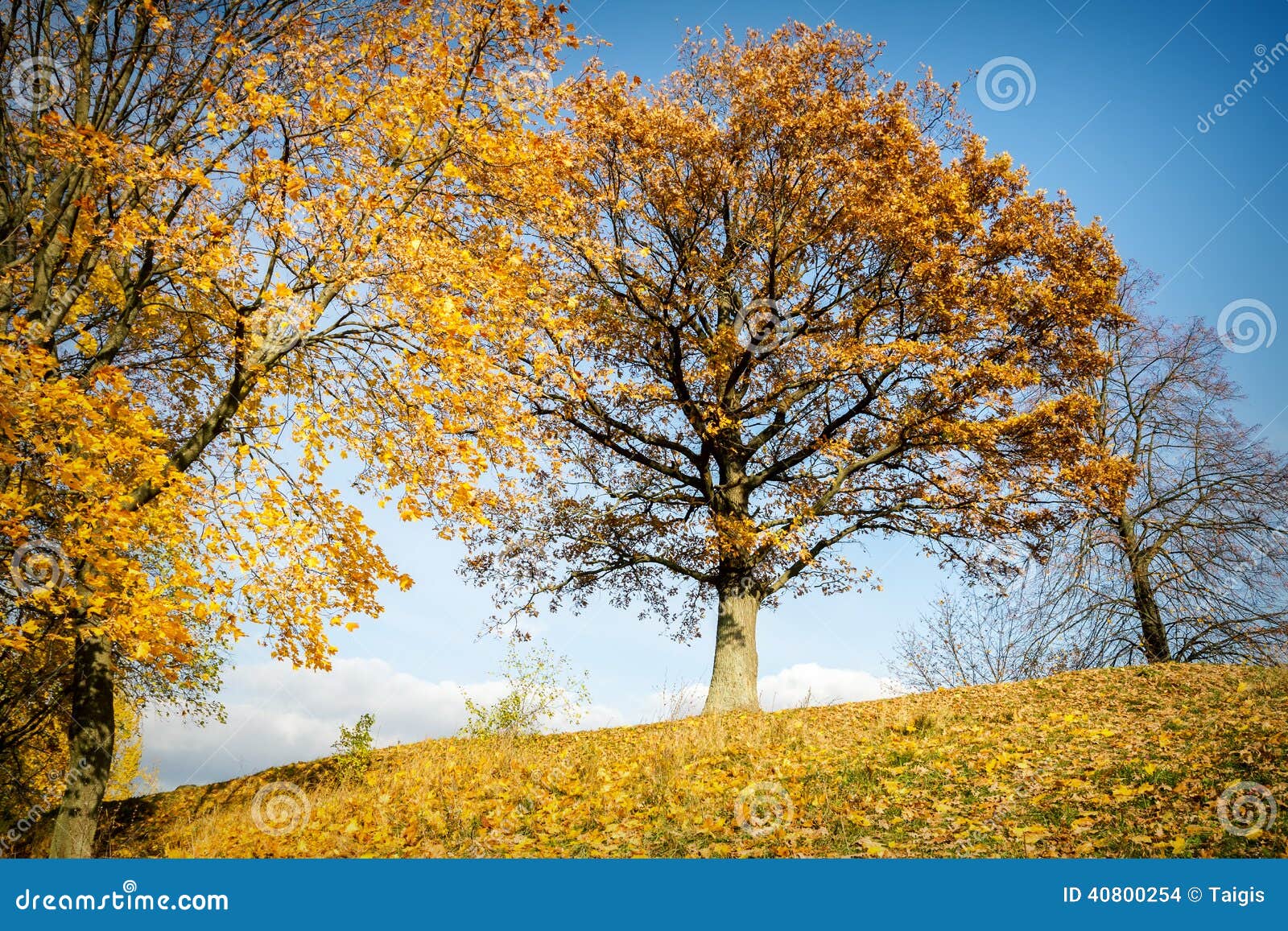 Beautiful autumn oak tree stock photo. Image of color - 40800254