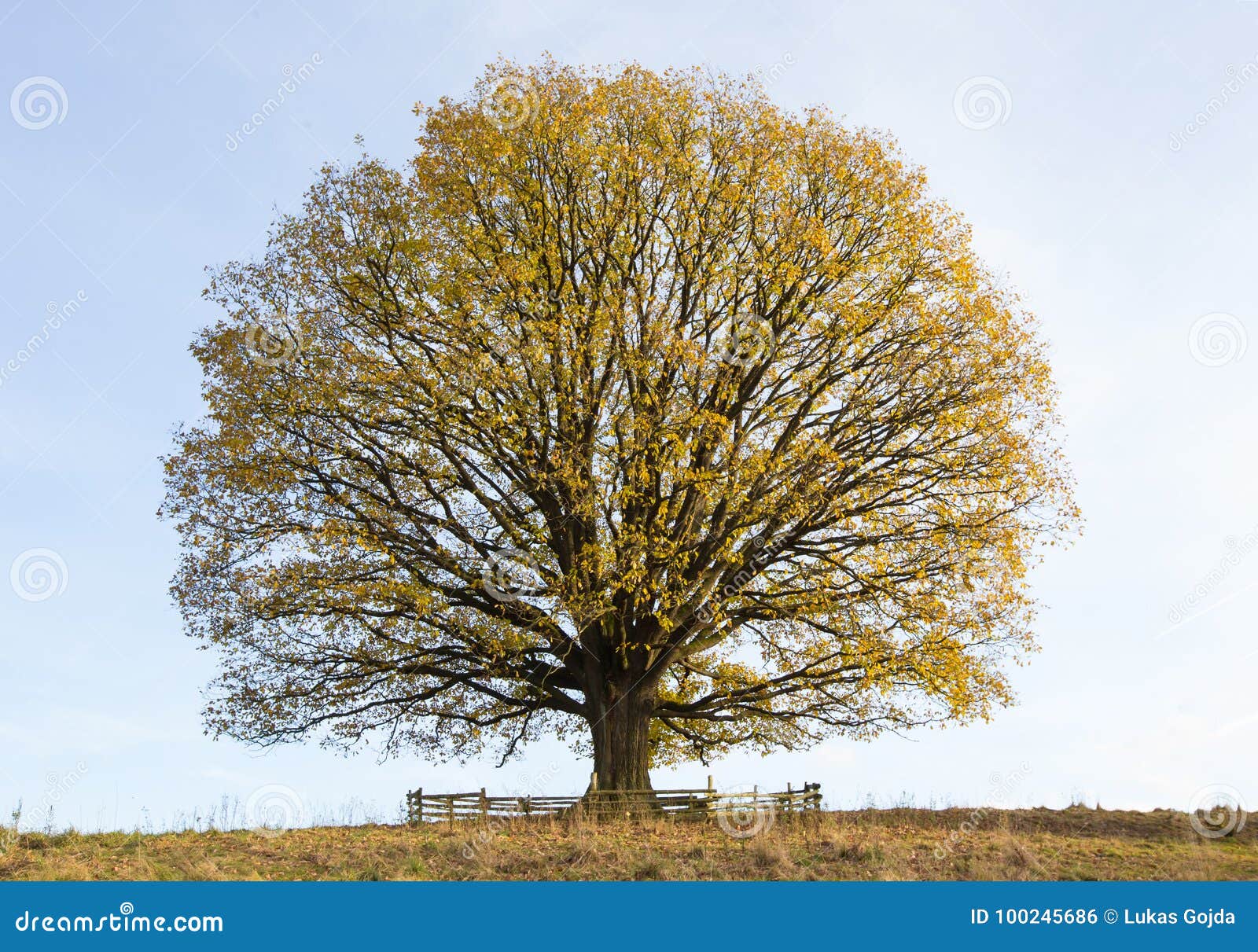 Beautiful Autumn Old Linden Tree. Stock Photo - Image of october ...