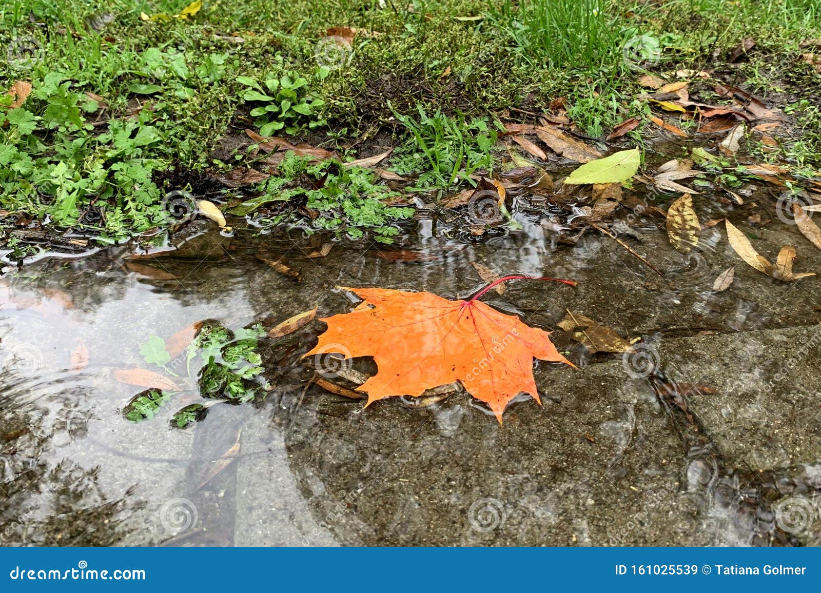 Beautiful Autumn Orange Leaf in a Puddle with Raindrops, Closeup Stock ...