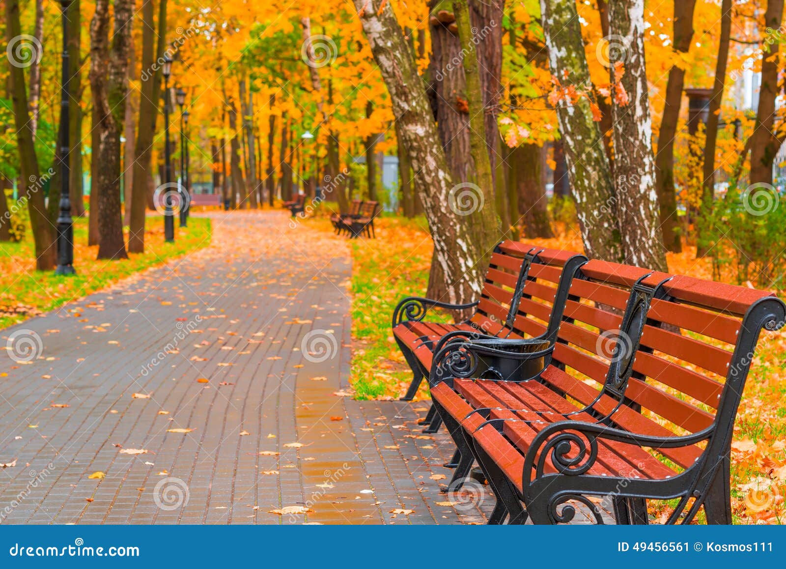 Beautiful Autumn Park with Benches Stock Image - Image of branch ...